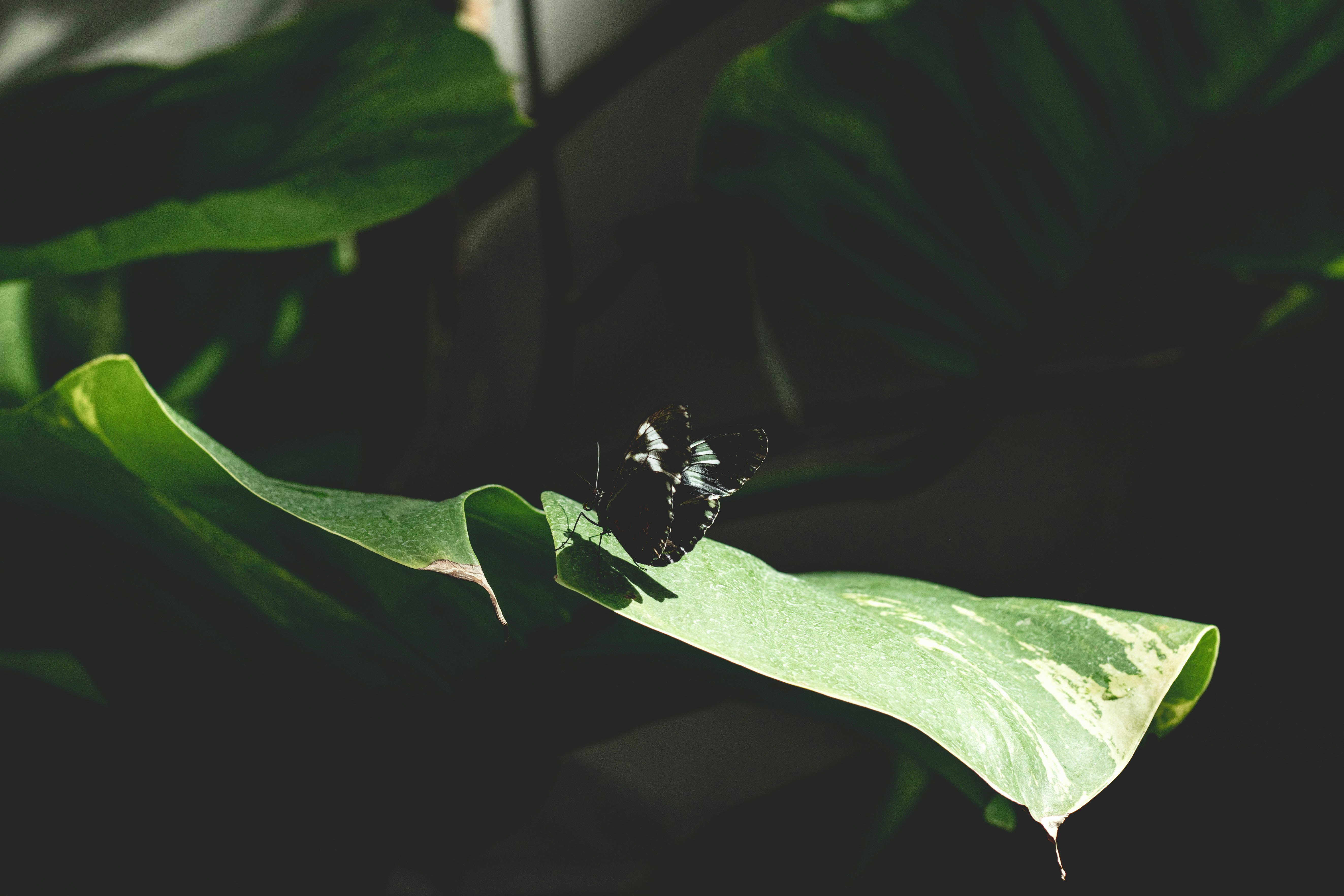 black and white butterfly on green leaf