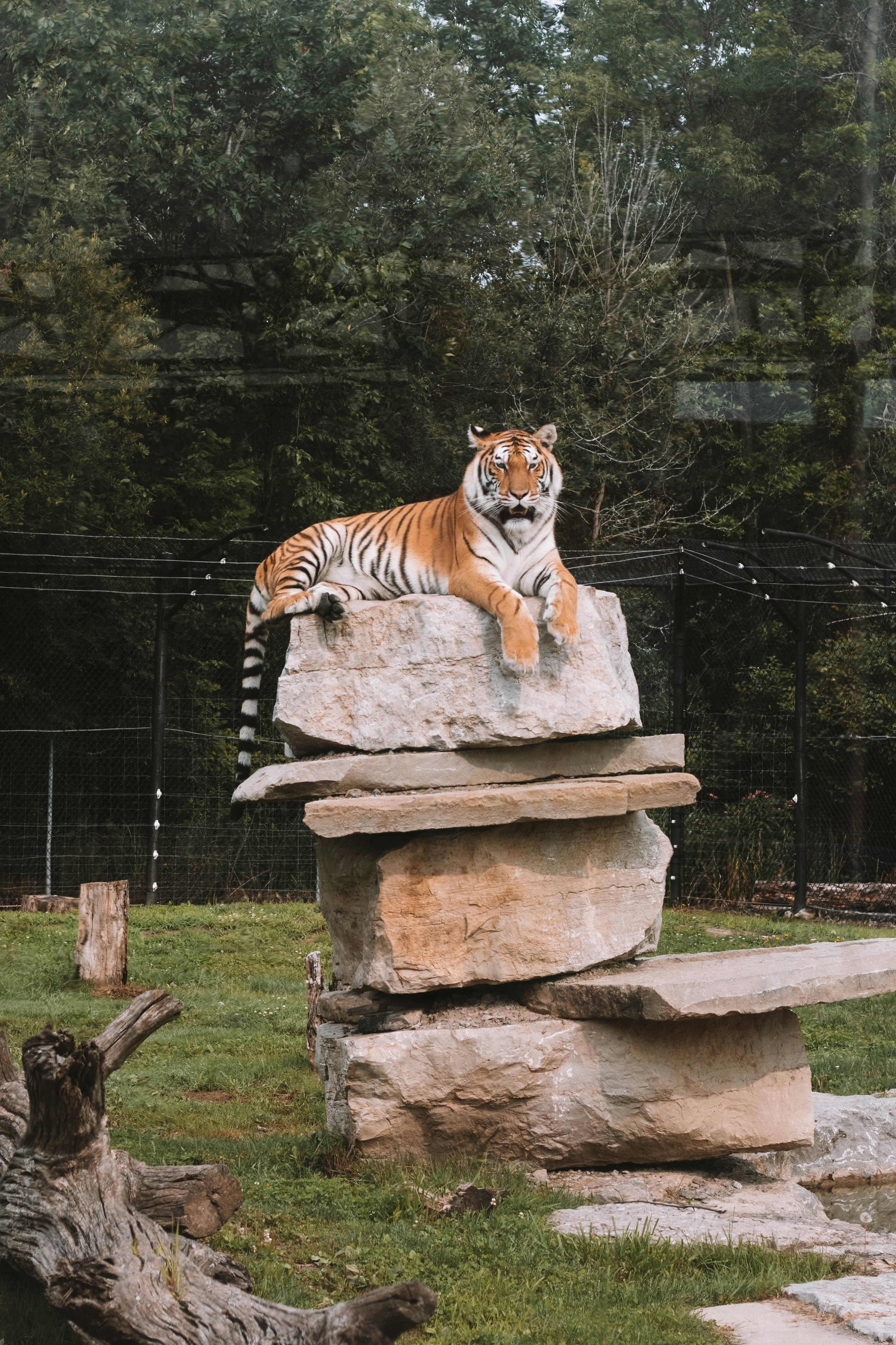 Tiger lying on gray concrete bench photo – Free Animal Image on Unsplash