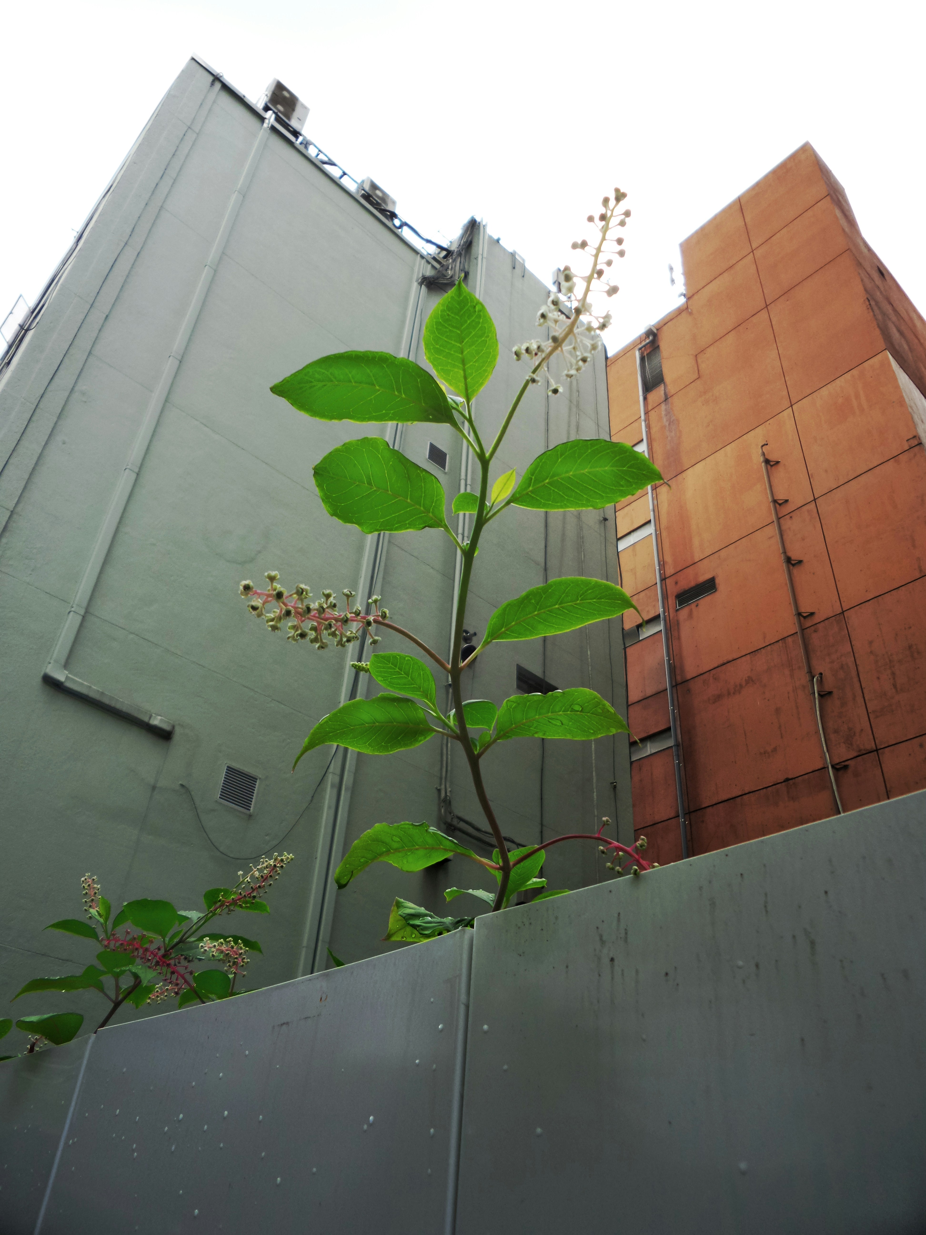 Green Sentinel Between Concrete Giants