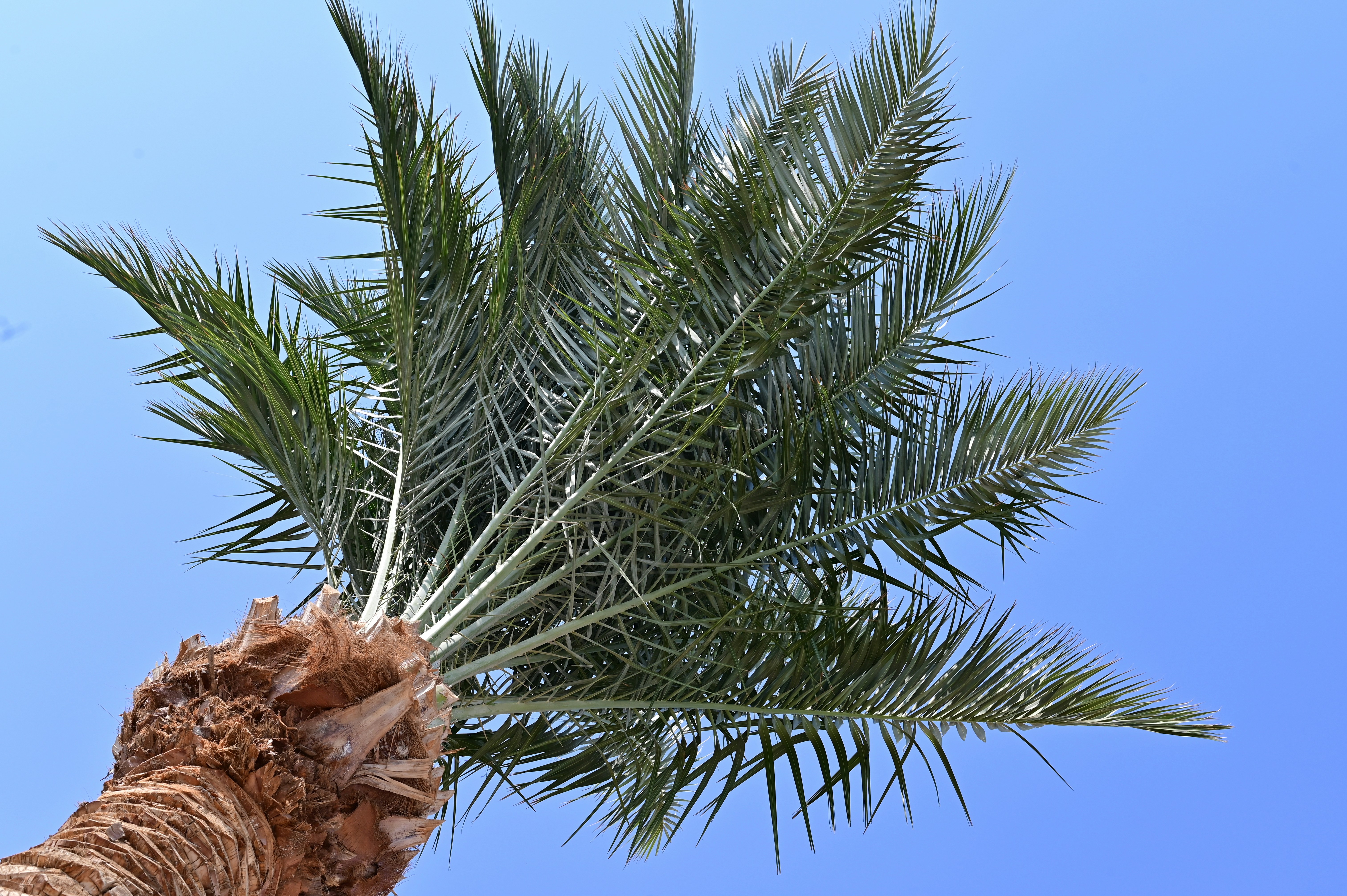 Palm