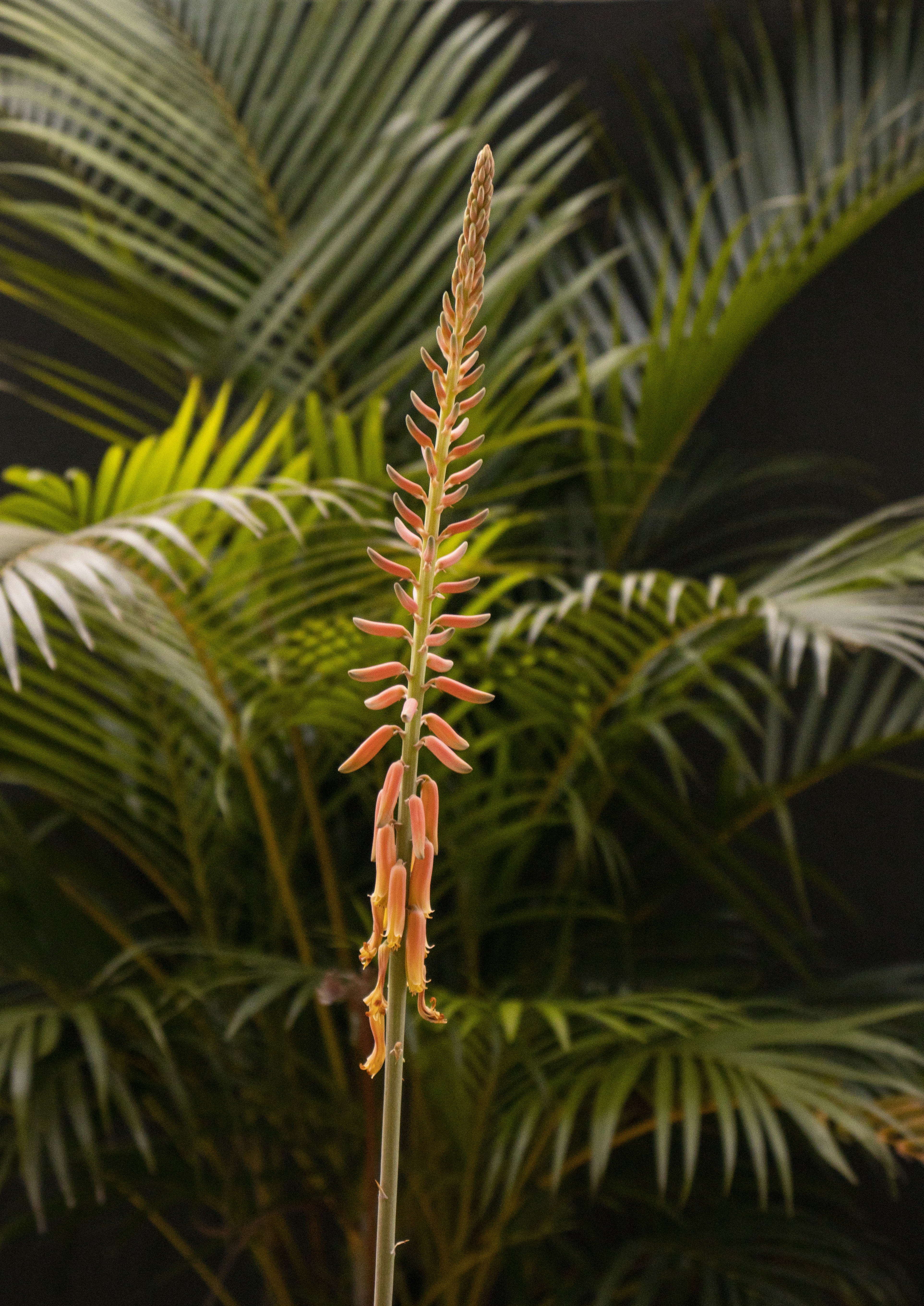 green palm tree during daytime