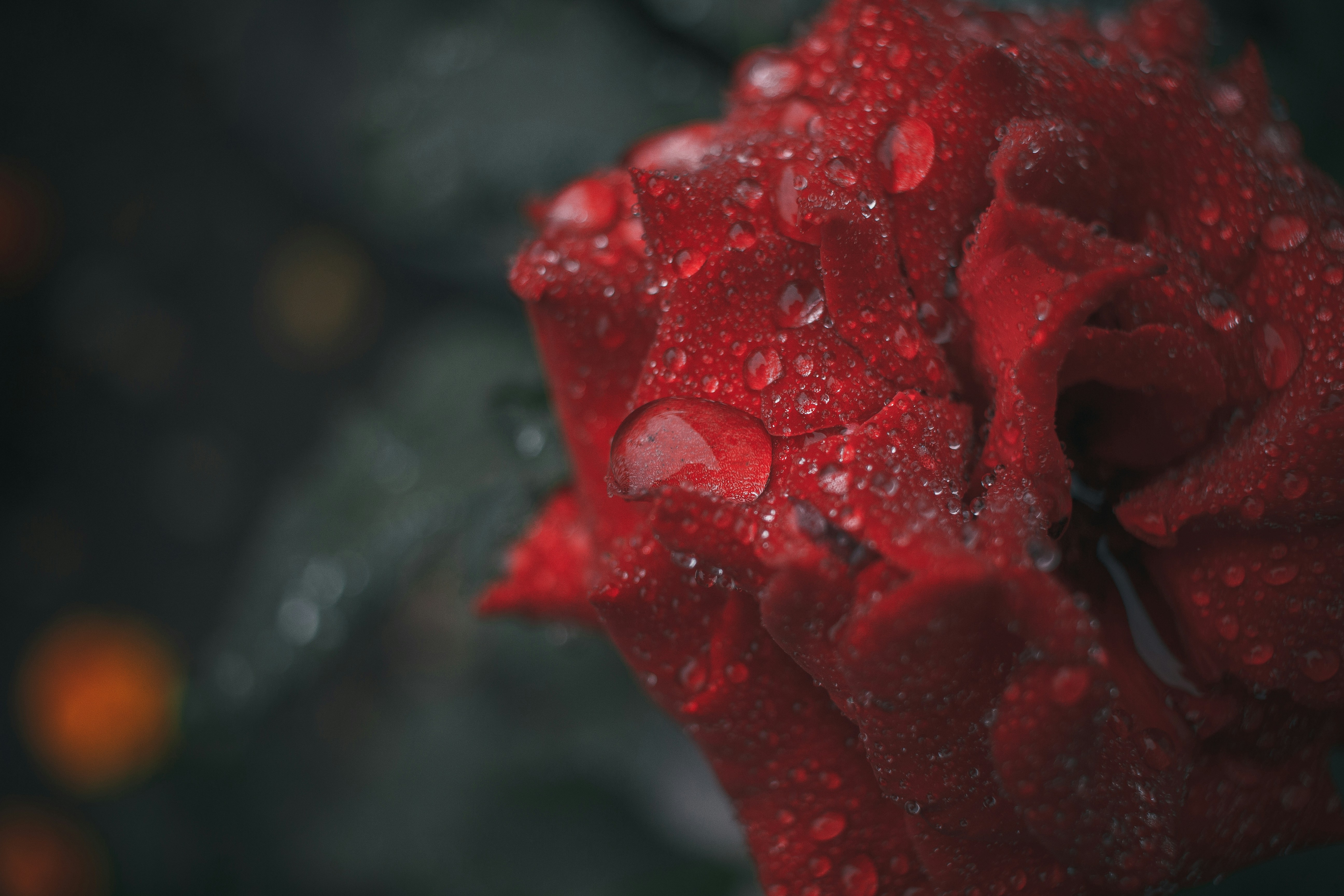 A close-up of a vibrant red rose covered in droplets of water, showcasing its intricate petals and lush green leaves.