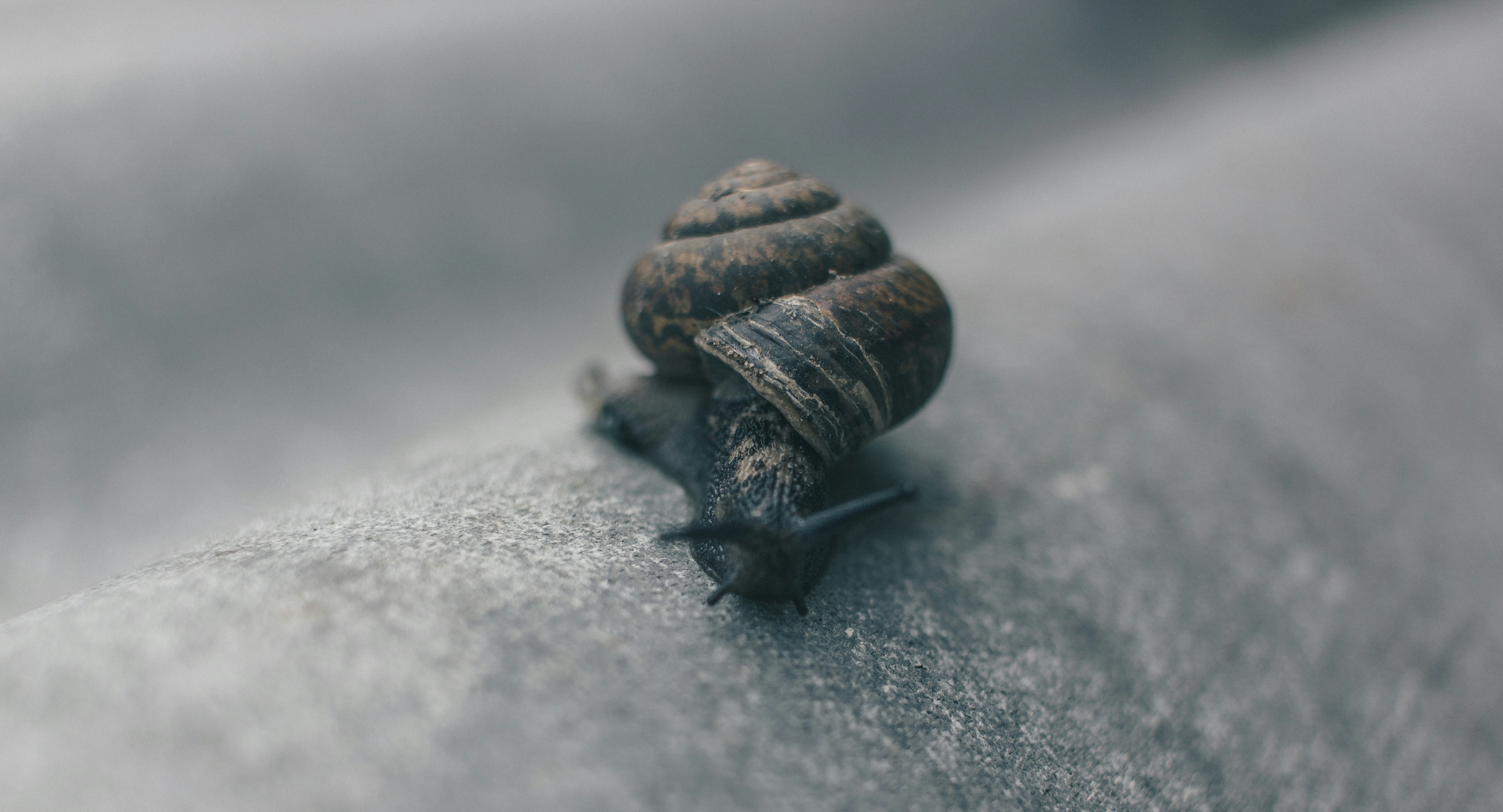 A close-up of a snail traversing a textured surface, showcasing its spiral shell and delicate features.
