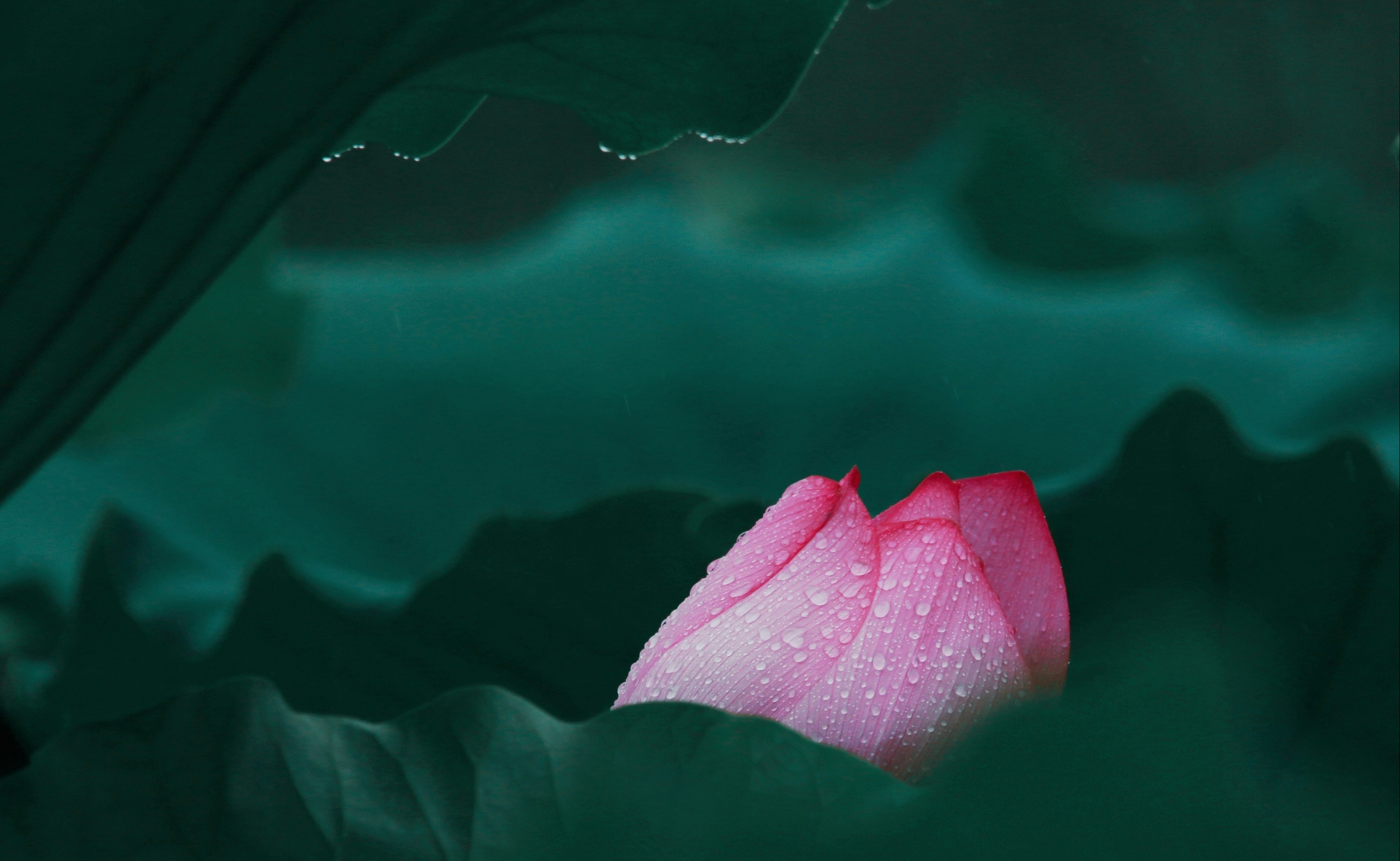 pink flower on green leaves
