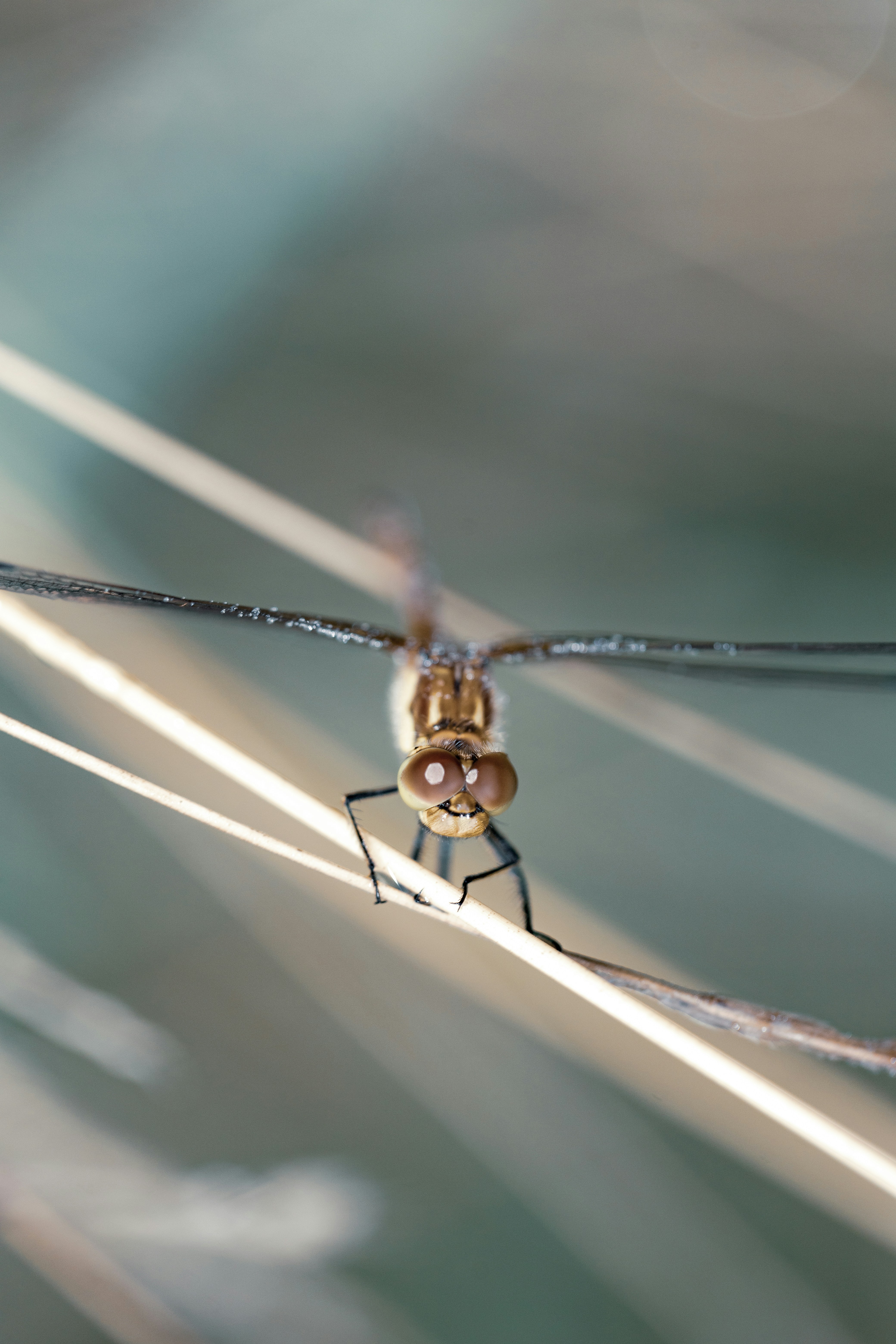 Dragonfly Gaze: A Macro Moment on Silky Stems