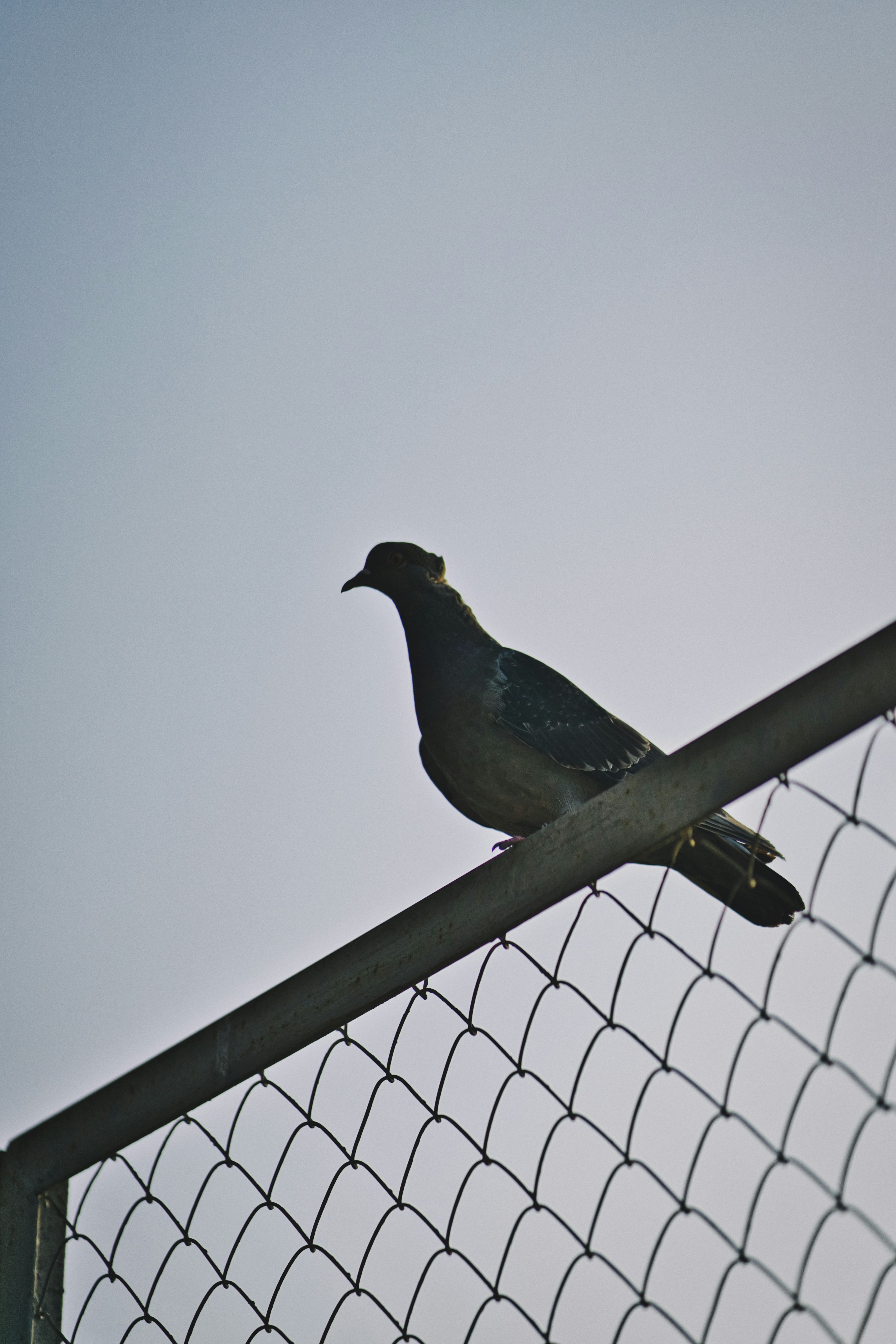 Pigeon on a Chain-Link Fence: A Quiet Perch Against a Pale Sky