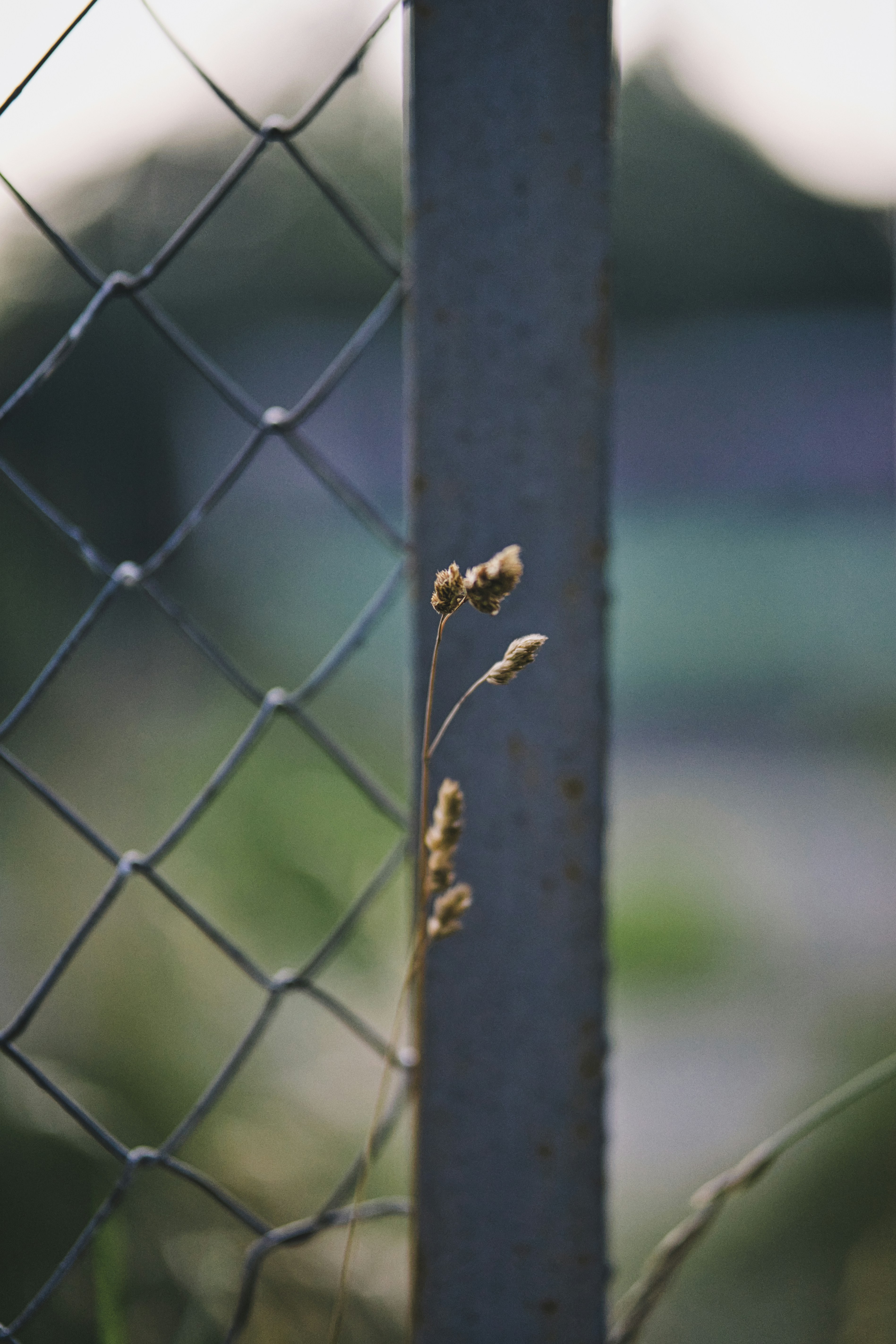 Delicate grass stalks emerge beside a weathered chain-link fence, hinting at nature's resilience amidst urban structures.