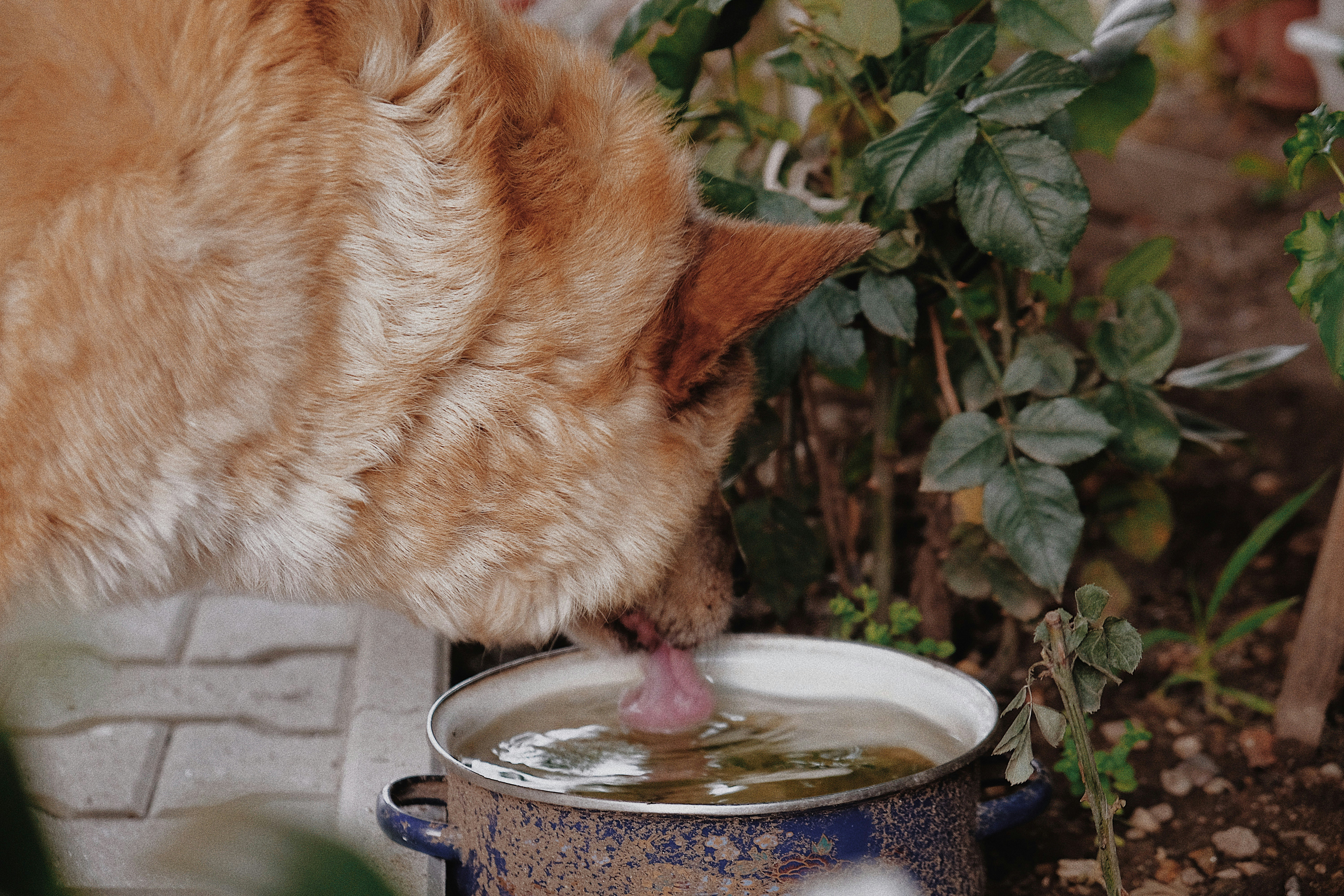 Curious Lapping: A Ginger Cat Finds Reflections in a Quiet Pot