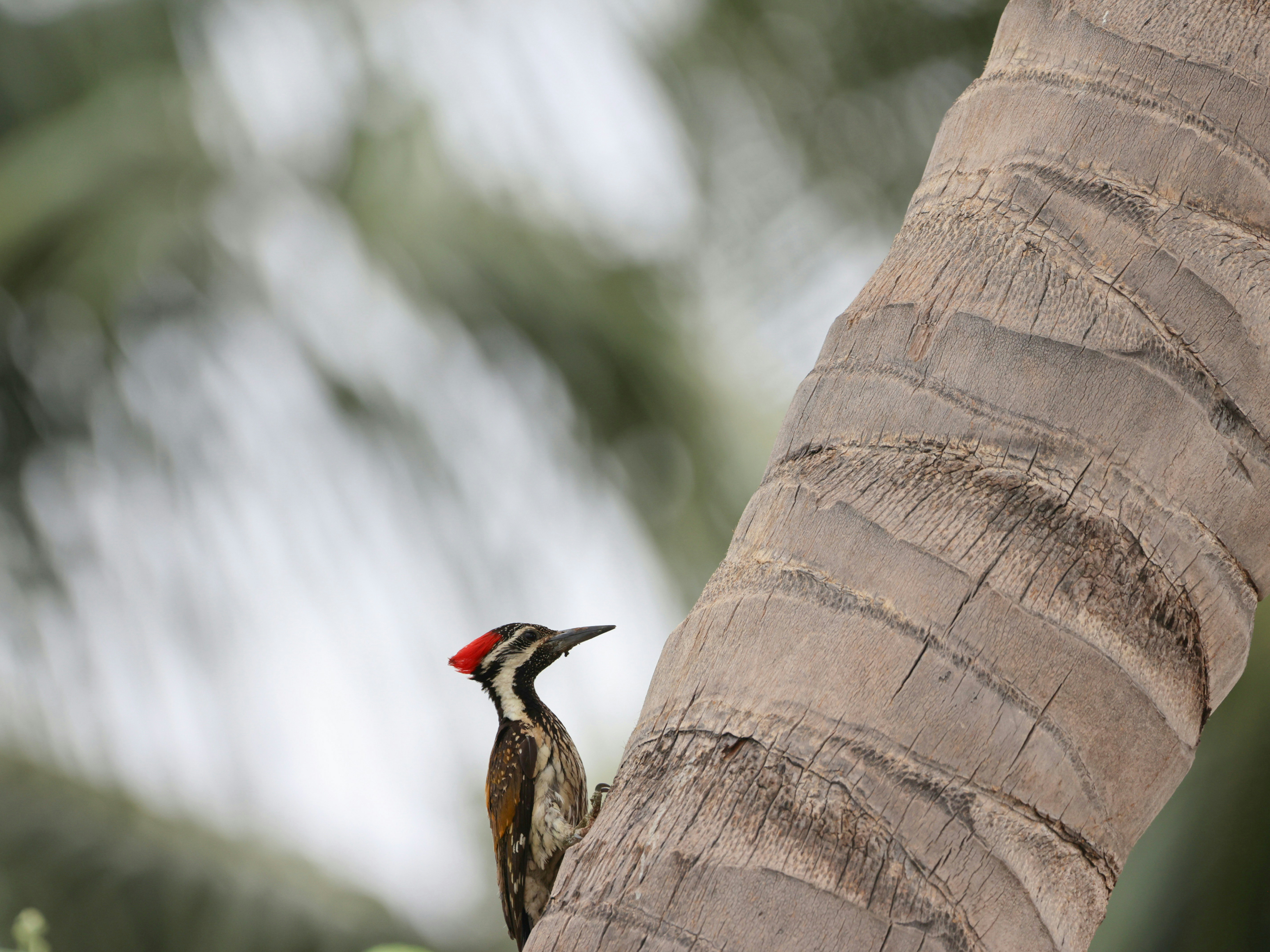 Palm-Bark Perch: Red-Crowned Woodpecker in Sharp Focus