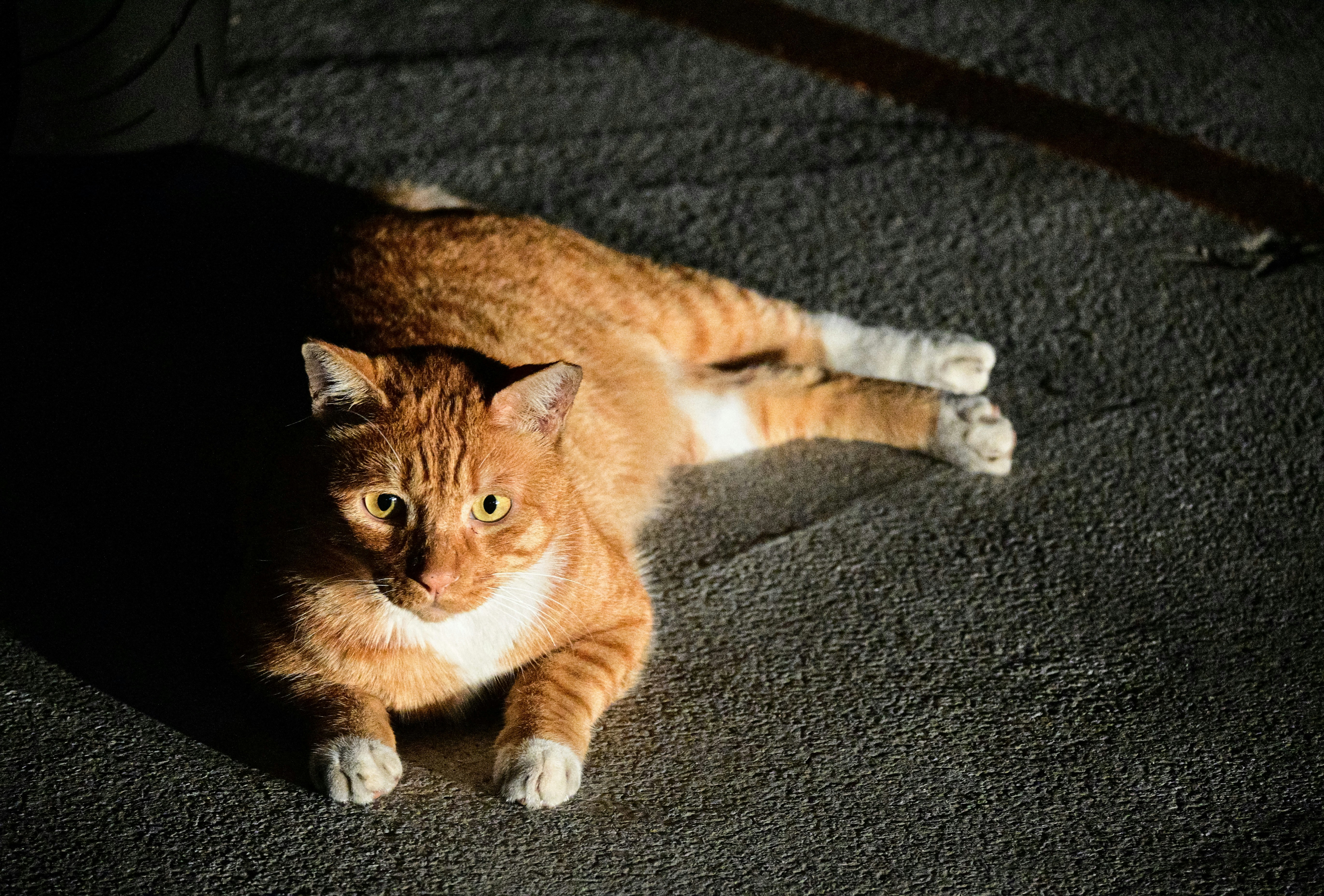 An orange tabby cat lounging on a textured surface, basking in warm sunlight with contrasting shadows. Its striking green eyes draw attention.