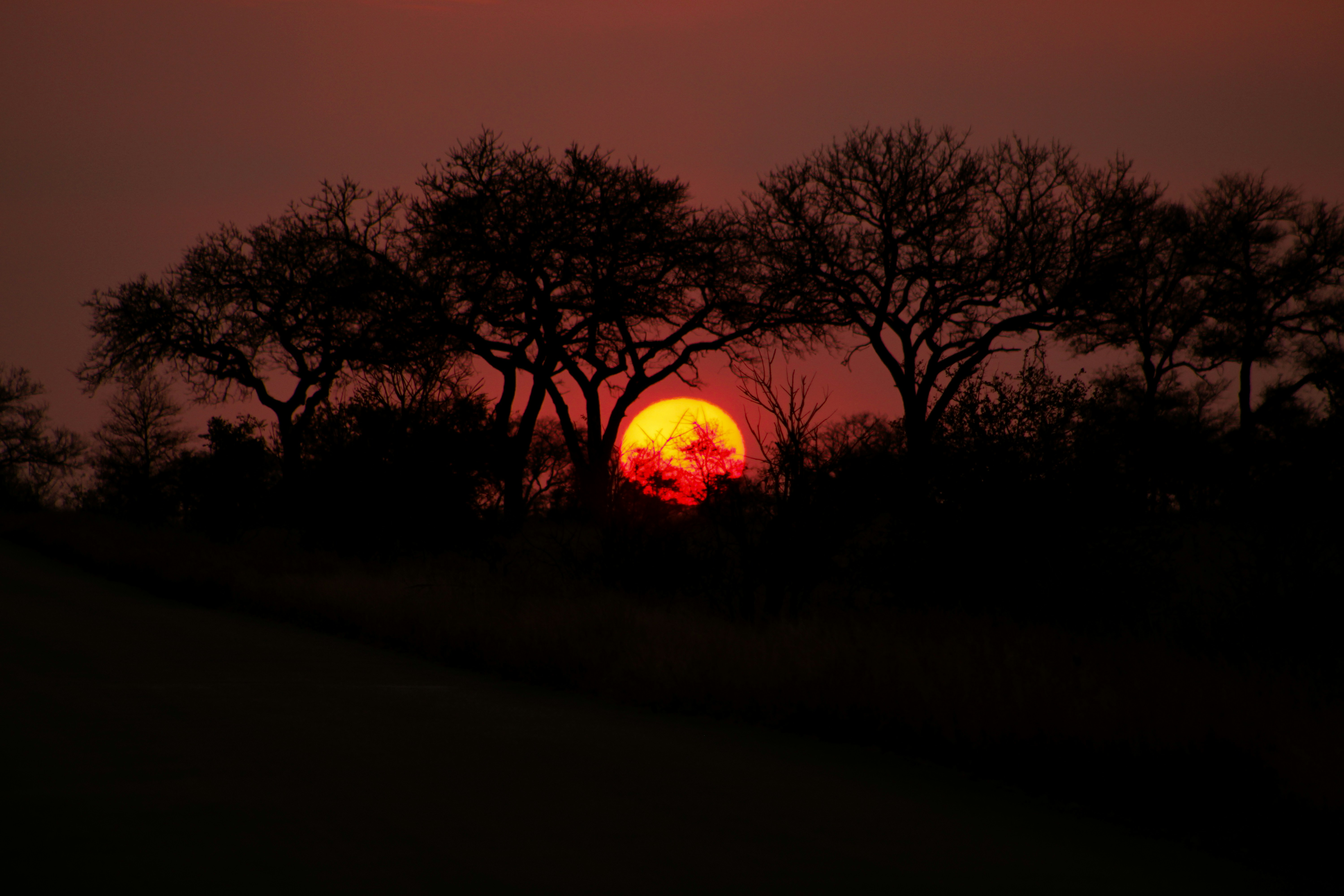 Crimson Orb at the Edge of Night: Silhouetted Trees