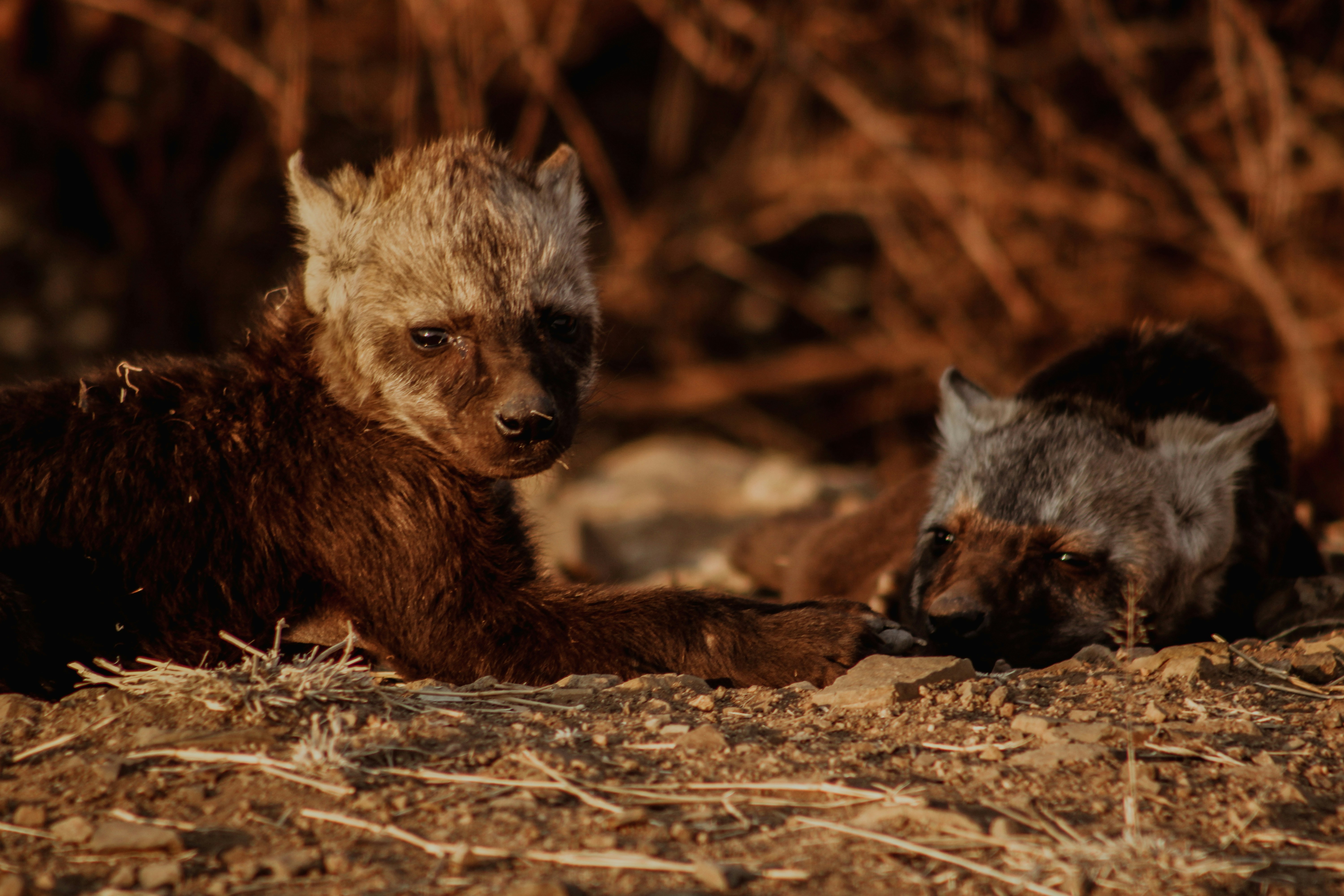 Dusk-Glow Canid Pups Resting in Desert Debris
