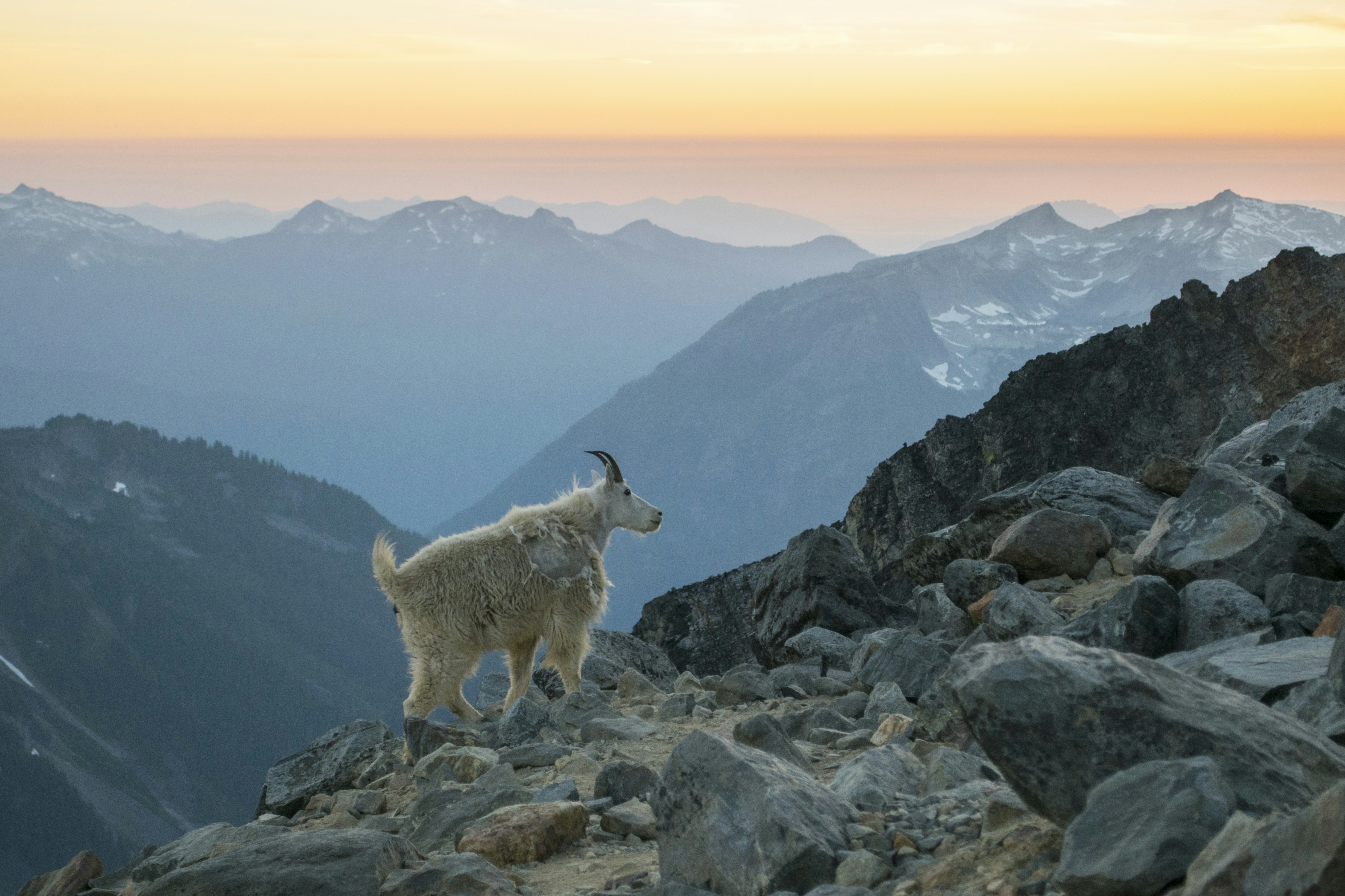 Mountain goat standing on rocky terrain, gazing over expansive mountain range at sunset.