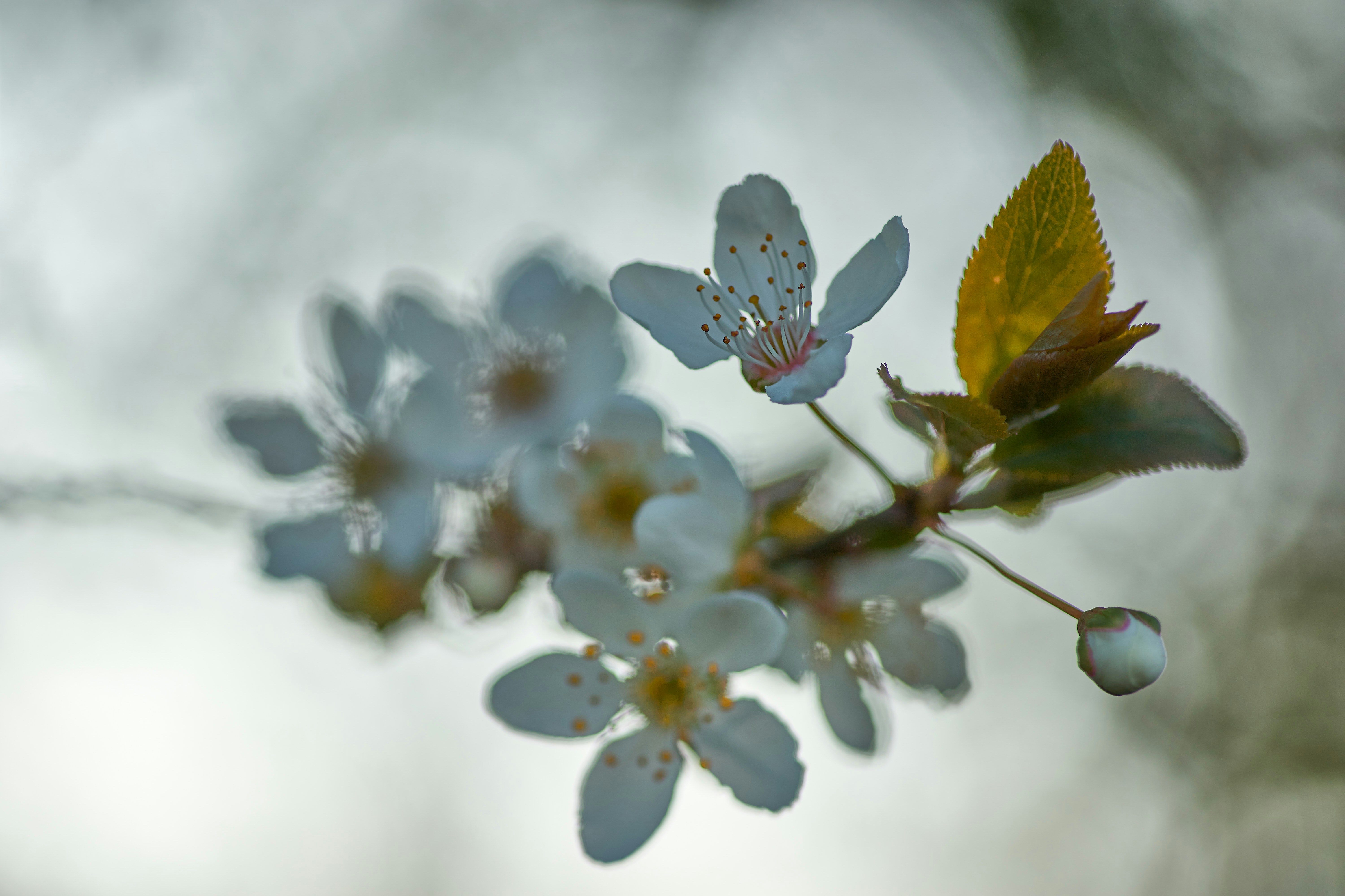 Cherry blossom flowers with soft bokeh background, highlighting the intricate details of petals and leaves.