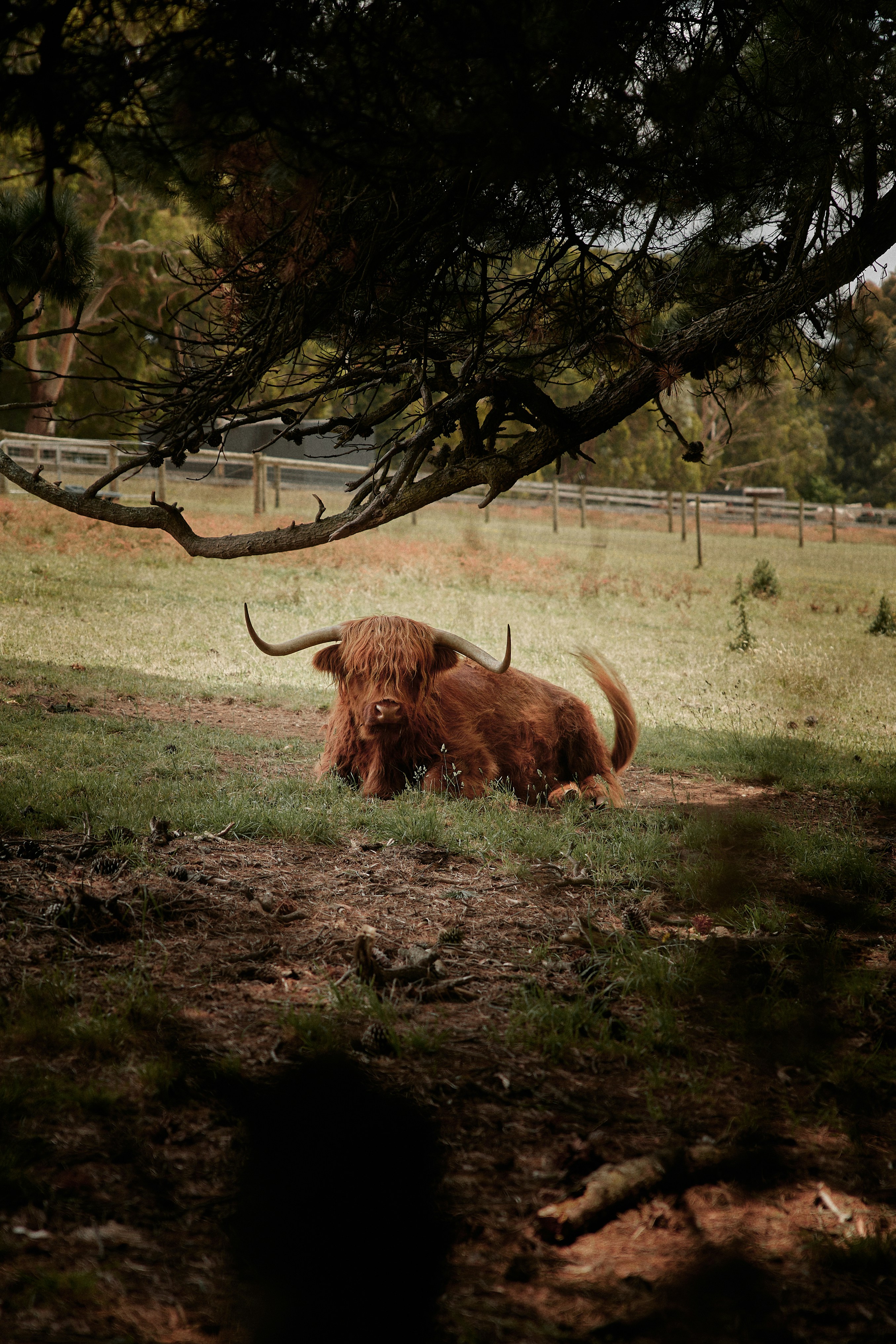 Resting Highland: A Red Cow Beneath a Tangle of Branches