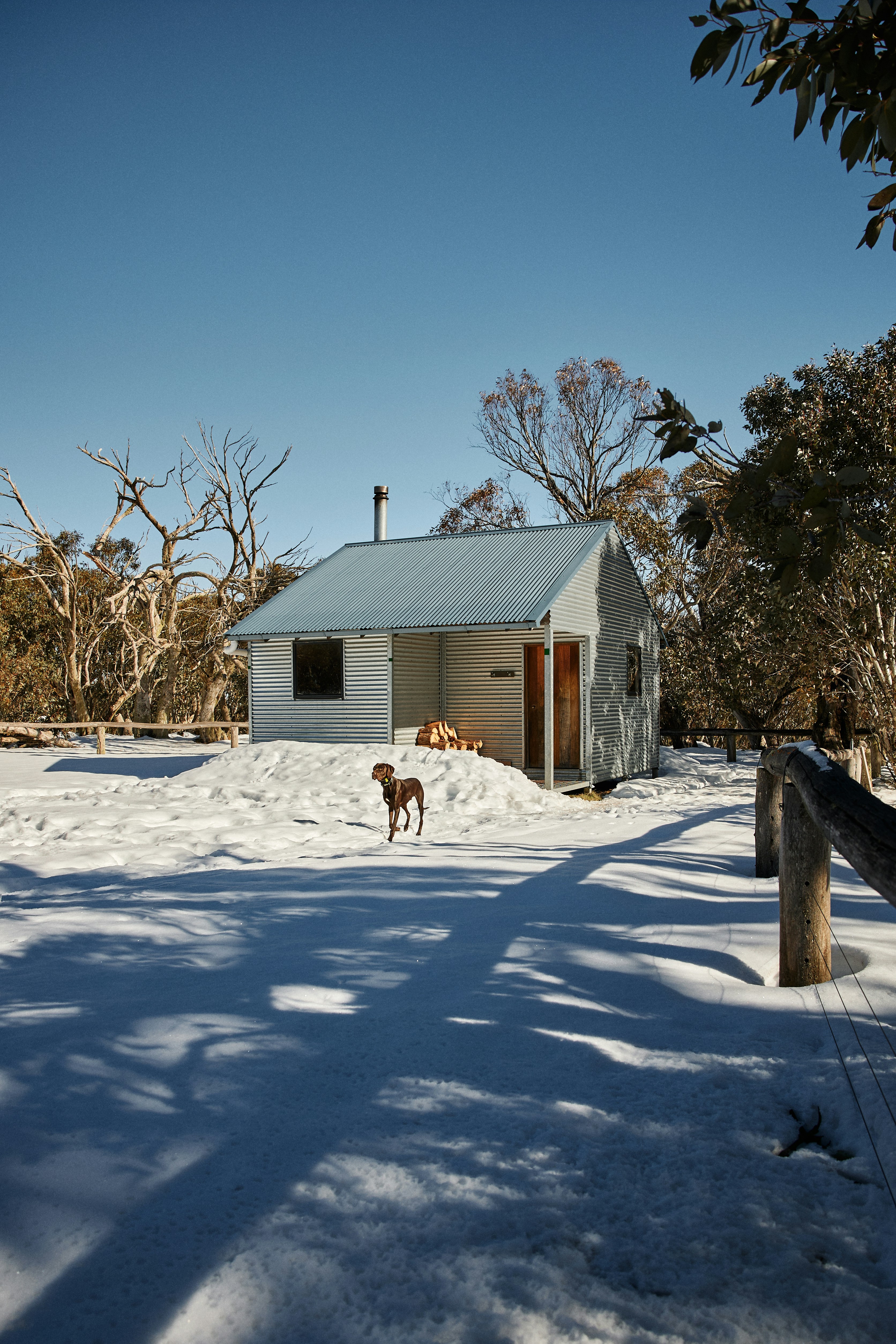 Copper-Furred Sentinel at a Snow-Dusted Cabin