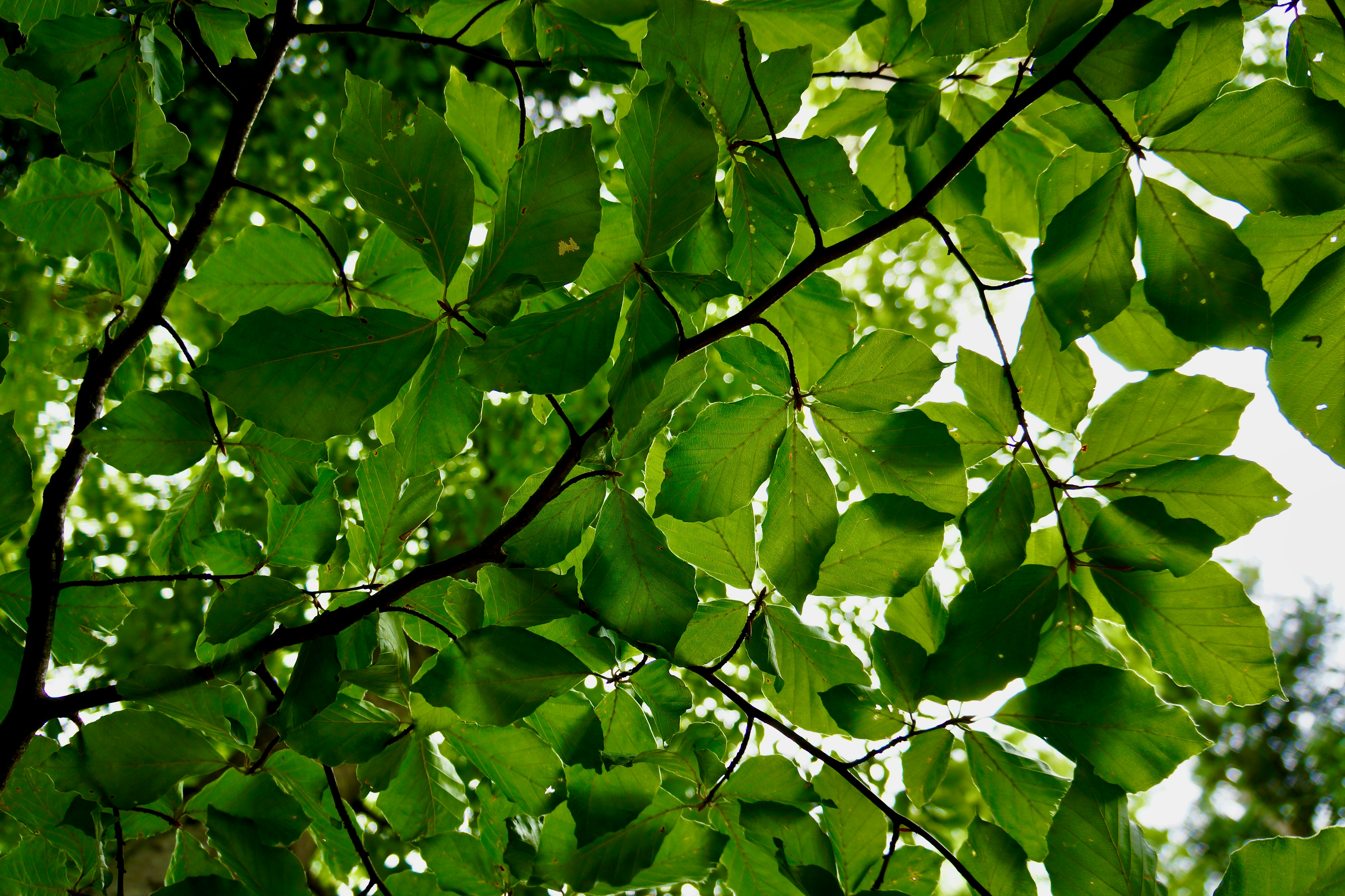 Vibrant green leaves interspersed with sunlight, creating a natural tapestry overhead. The image captures the essence of a thriving forest environment.
