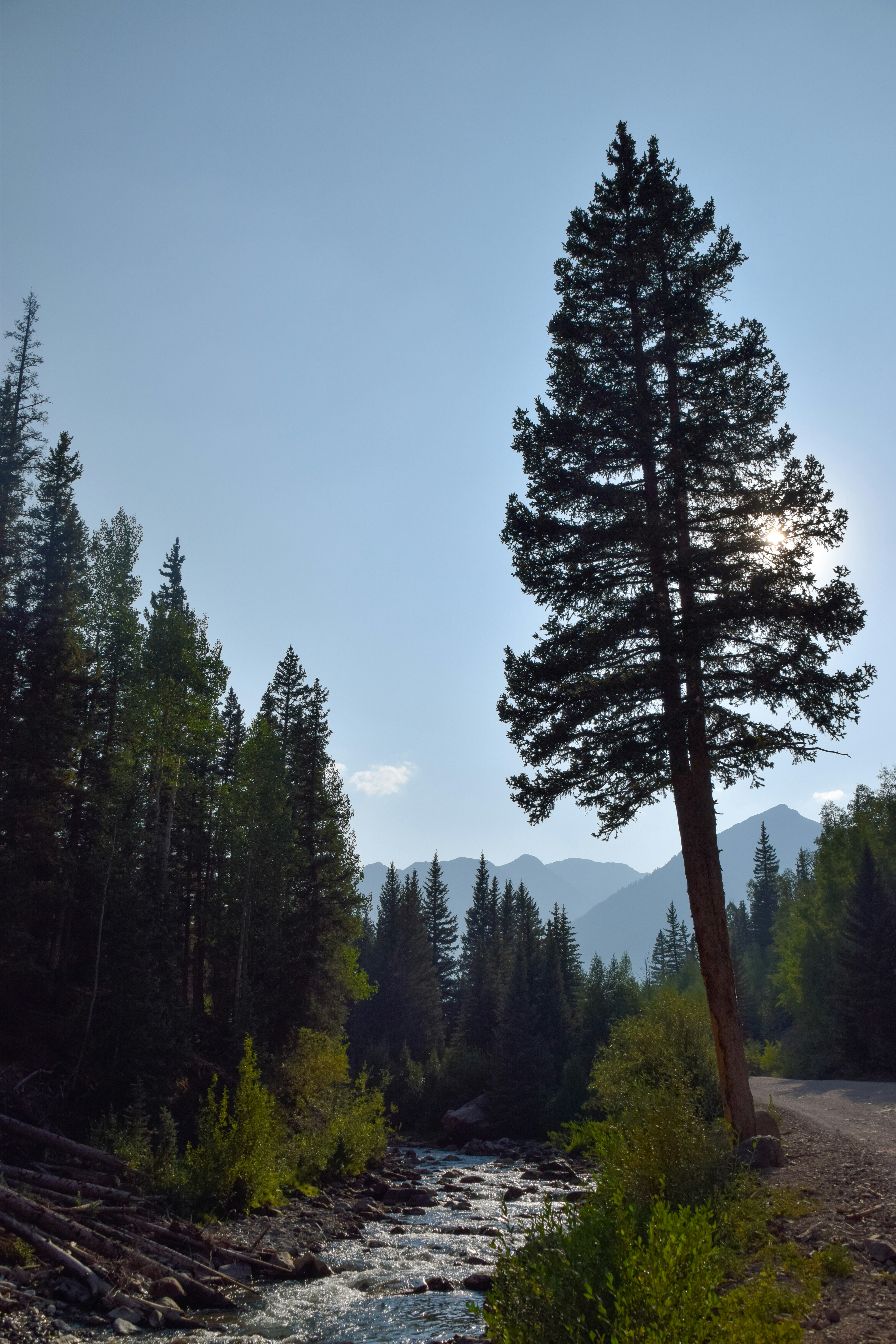 Green pine trees under blue sky during daytime photo – Free Colorado ...