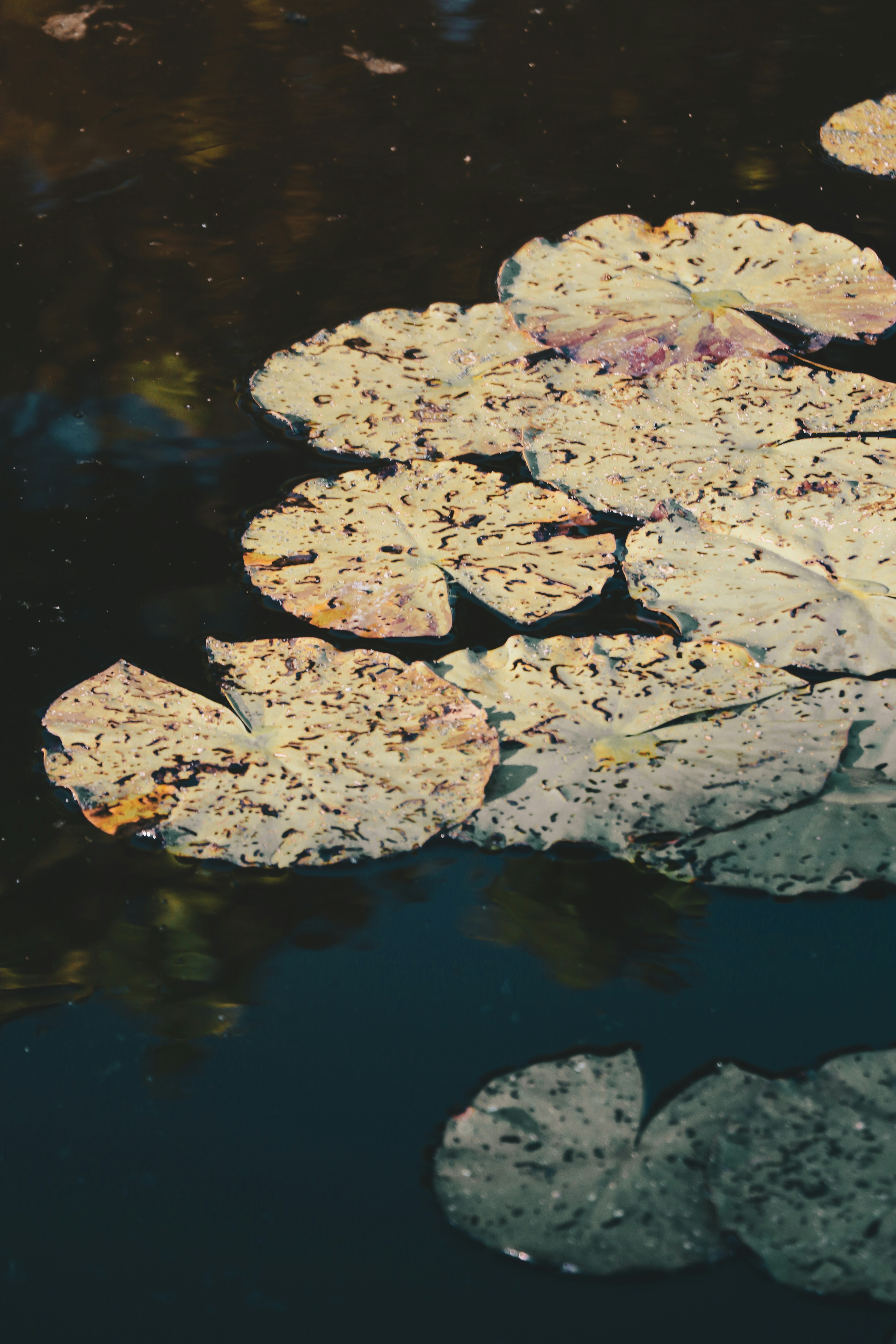 Dappled Lily Mosaic on a Quiet Pond