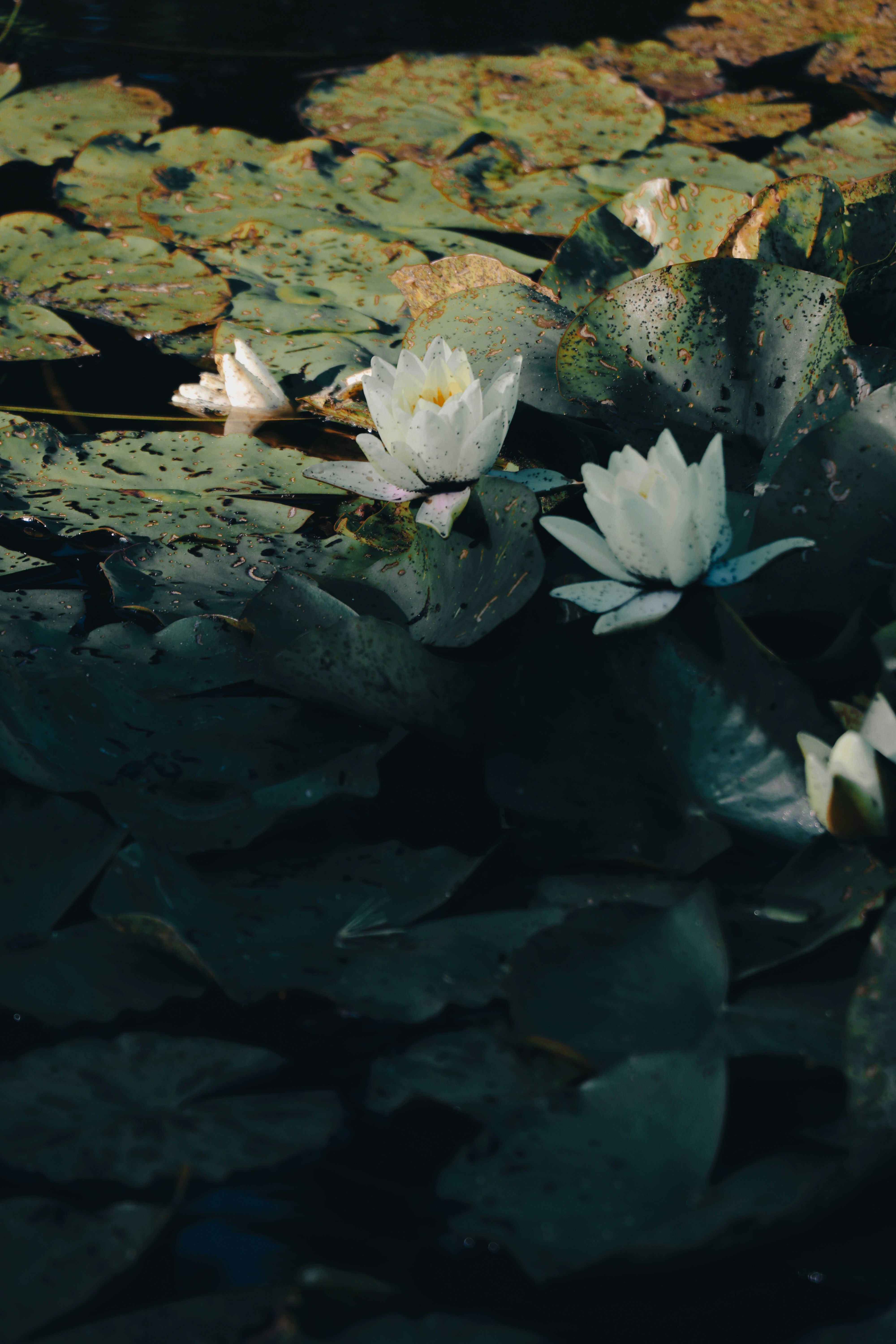 Luminous Lotus Amid Shadowed Pads