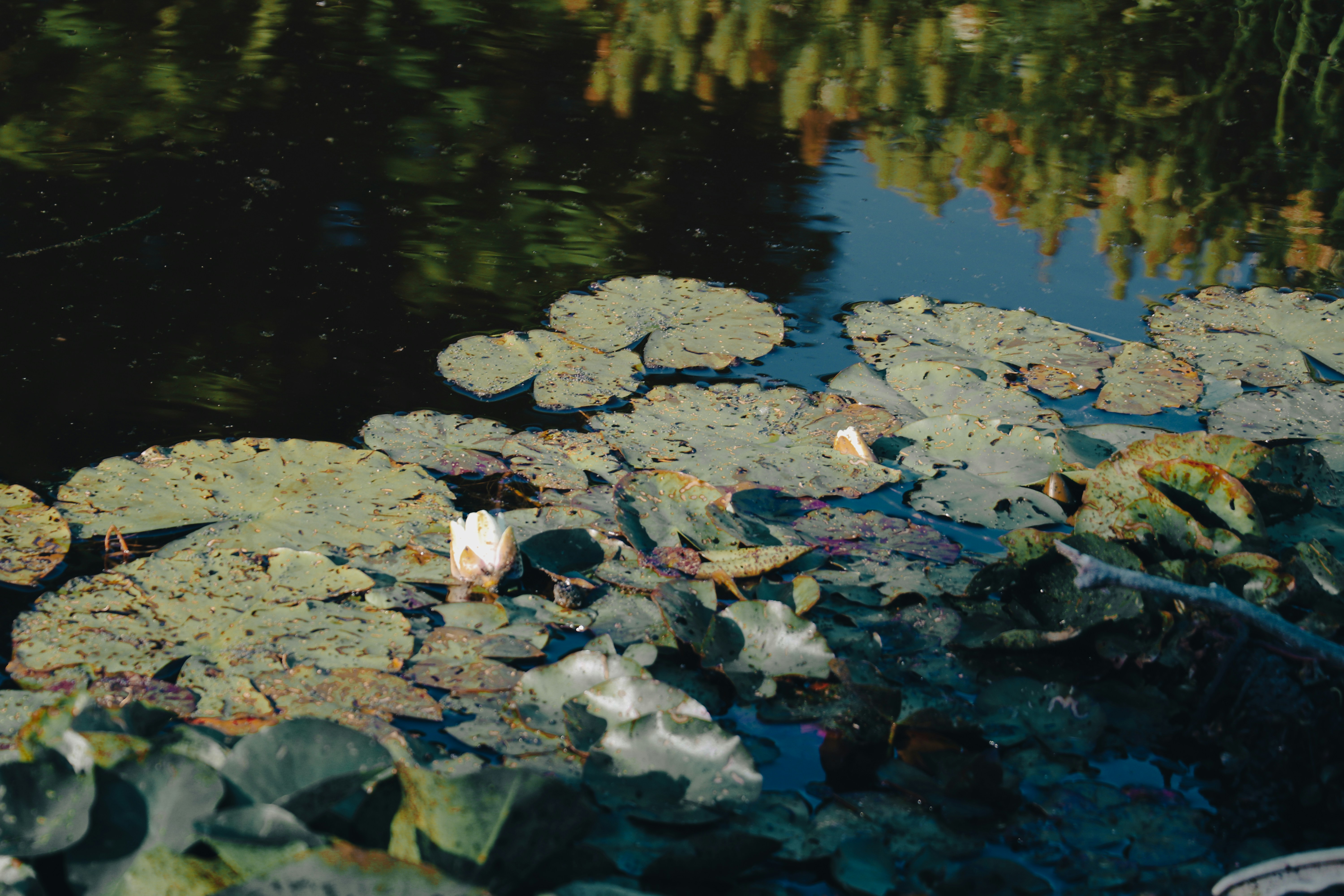 Lily pads with white blooms float on a dark pond reflecting lush greenery.