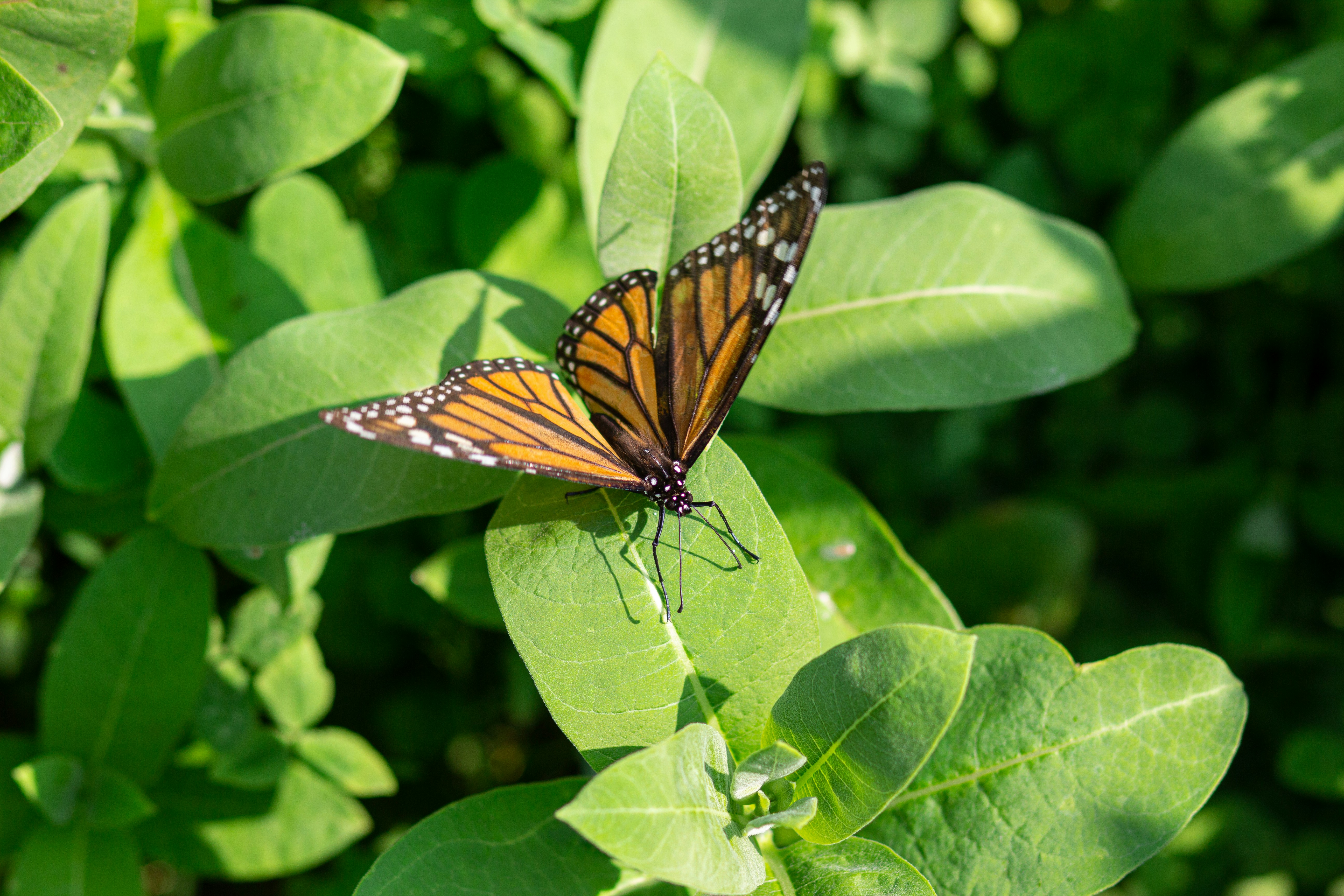 Monarch butterfly perched on green leaf during daytime photo – Free ...