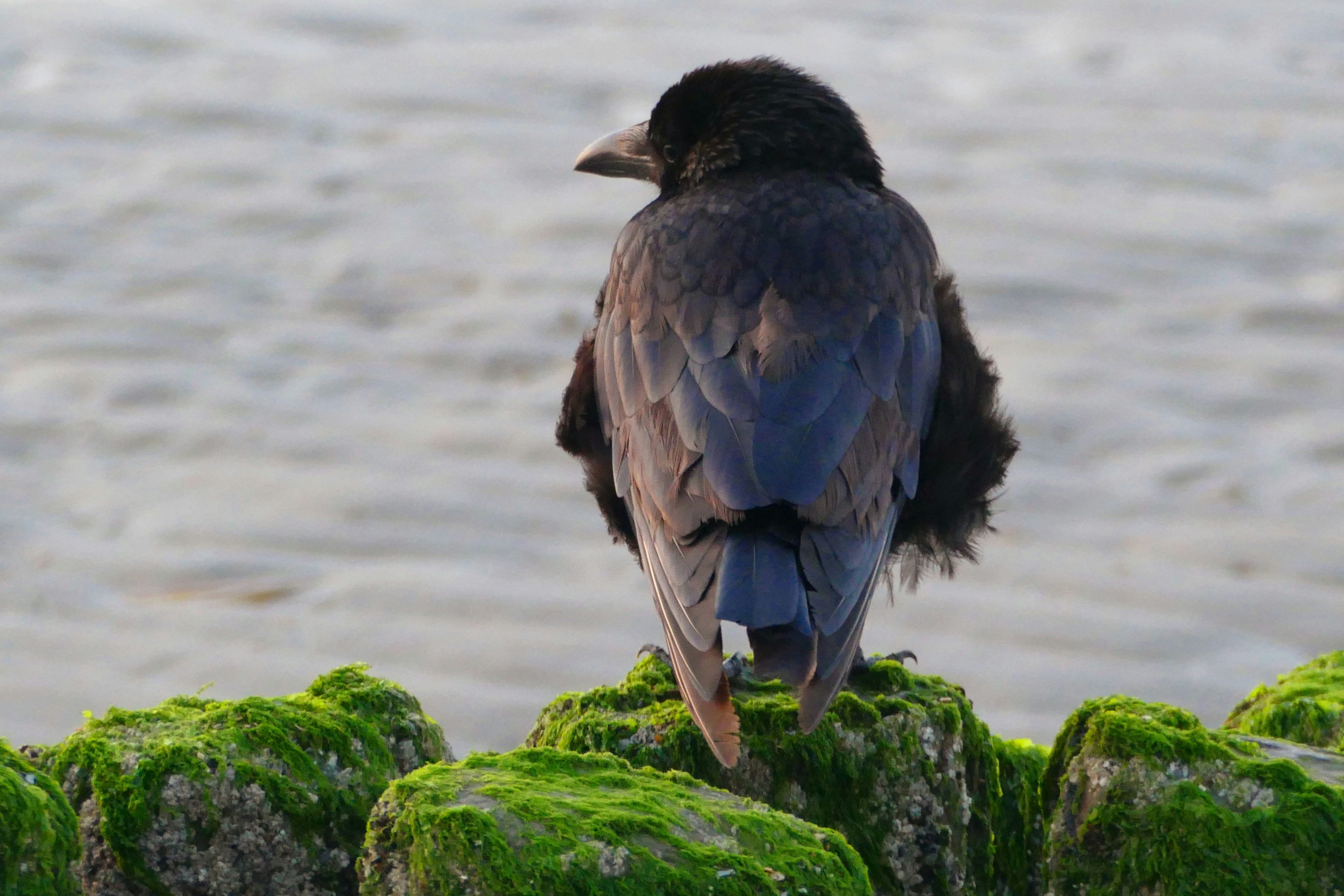 Azure-Backed Seabird Perched on Mossy Breakwater