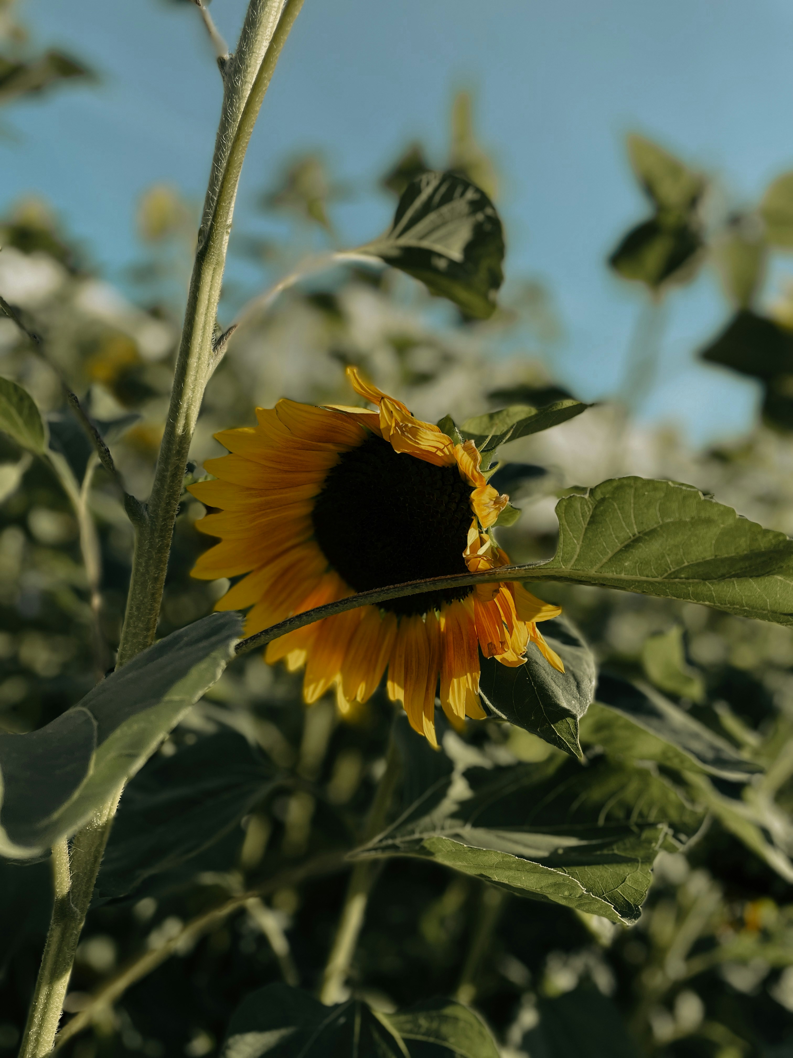 Amber Halo in a Sea of Green: A Sunflower Reaches Toward the Sky