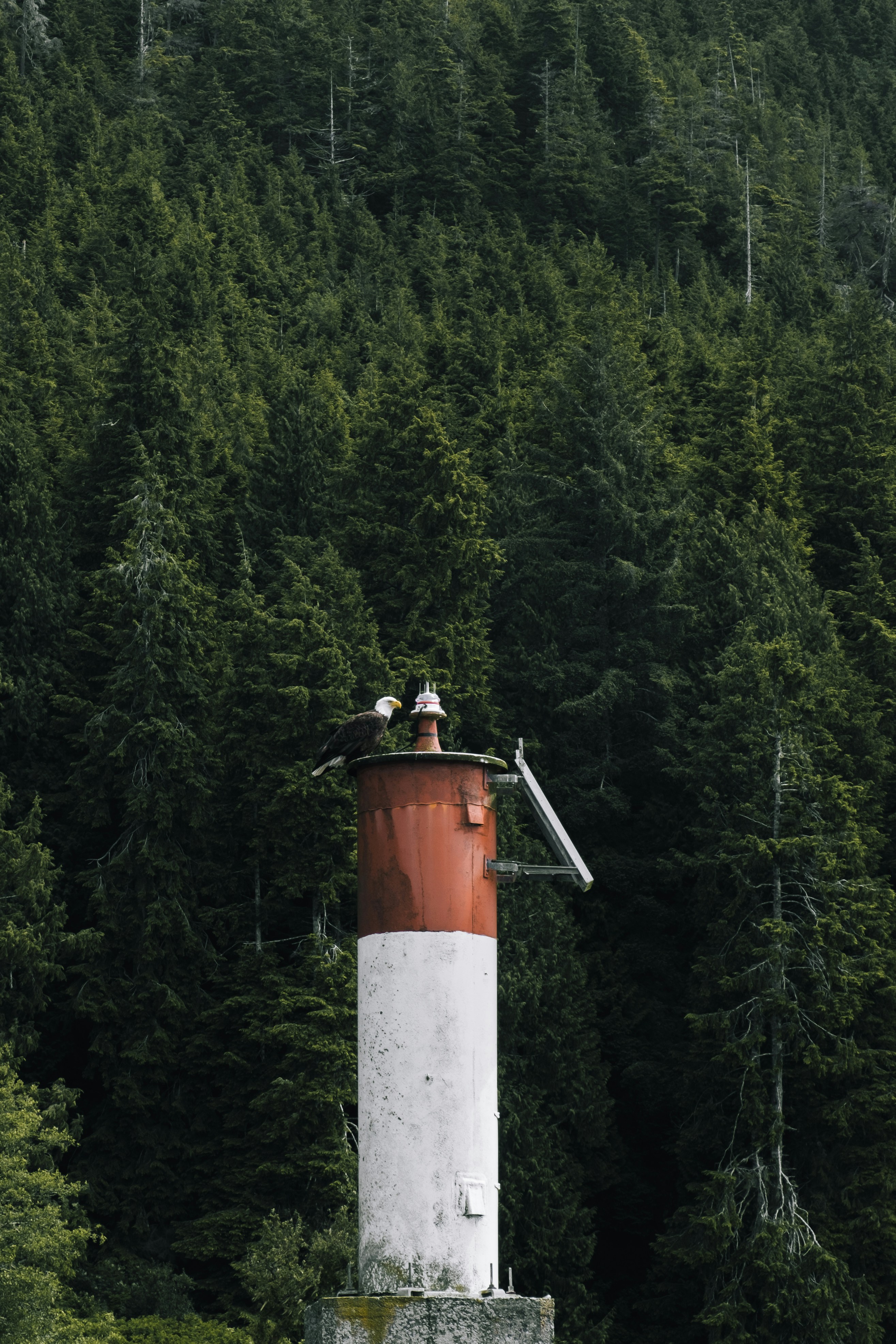 Bald eagle perched atop a weathered lighthouse amidst a dense forest backdrop, highlighting the harmony between nature and man-made structures.