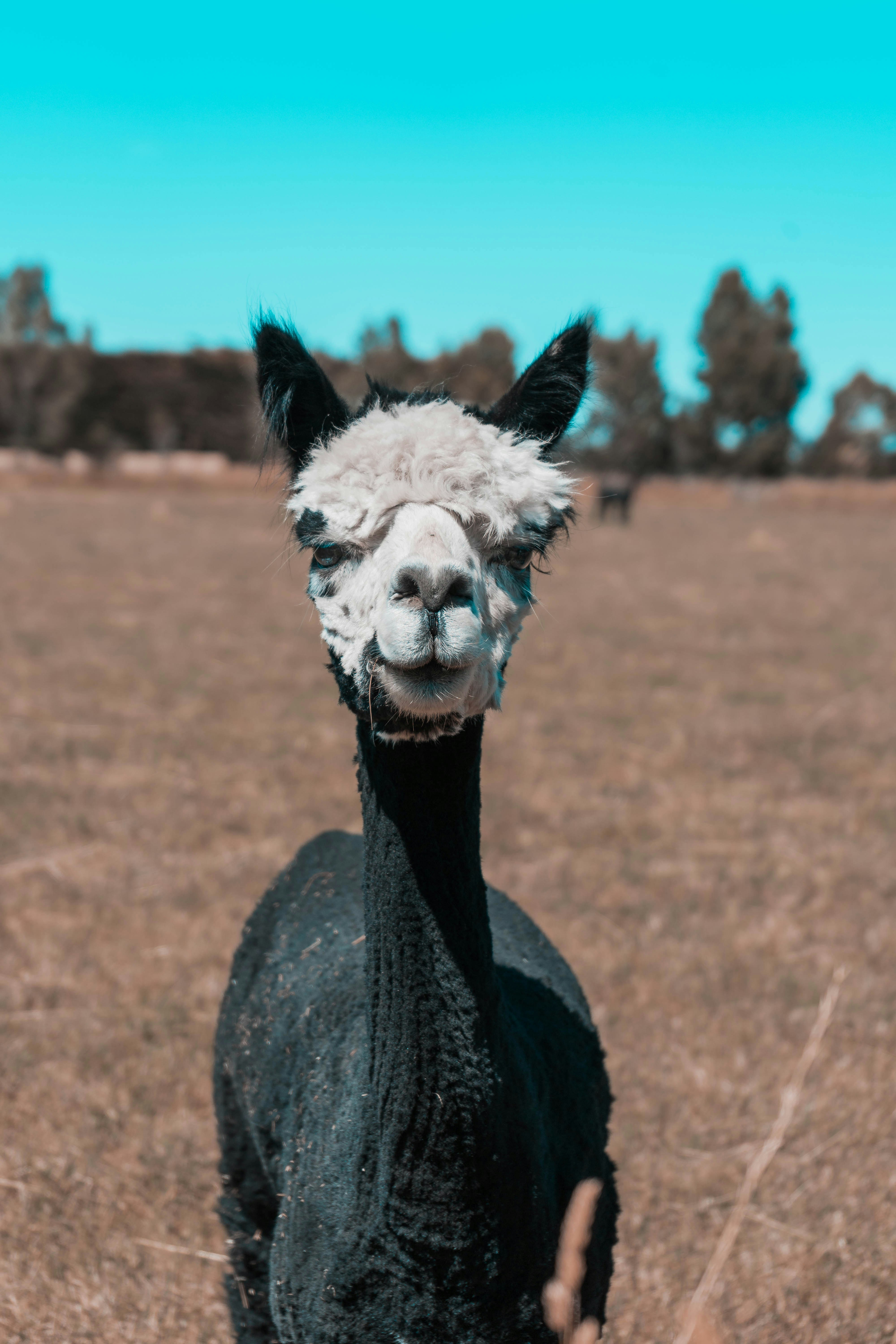 Alpaca with a unique black and white coat gazes curiously at the viewer in a sunlit field. The background features blurred trees, enhancing the focus on the animal.