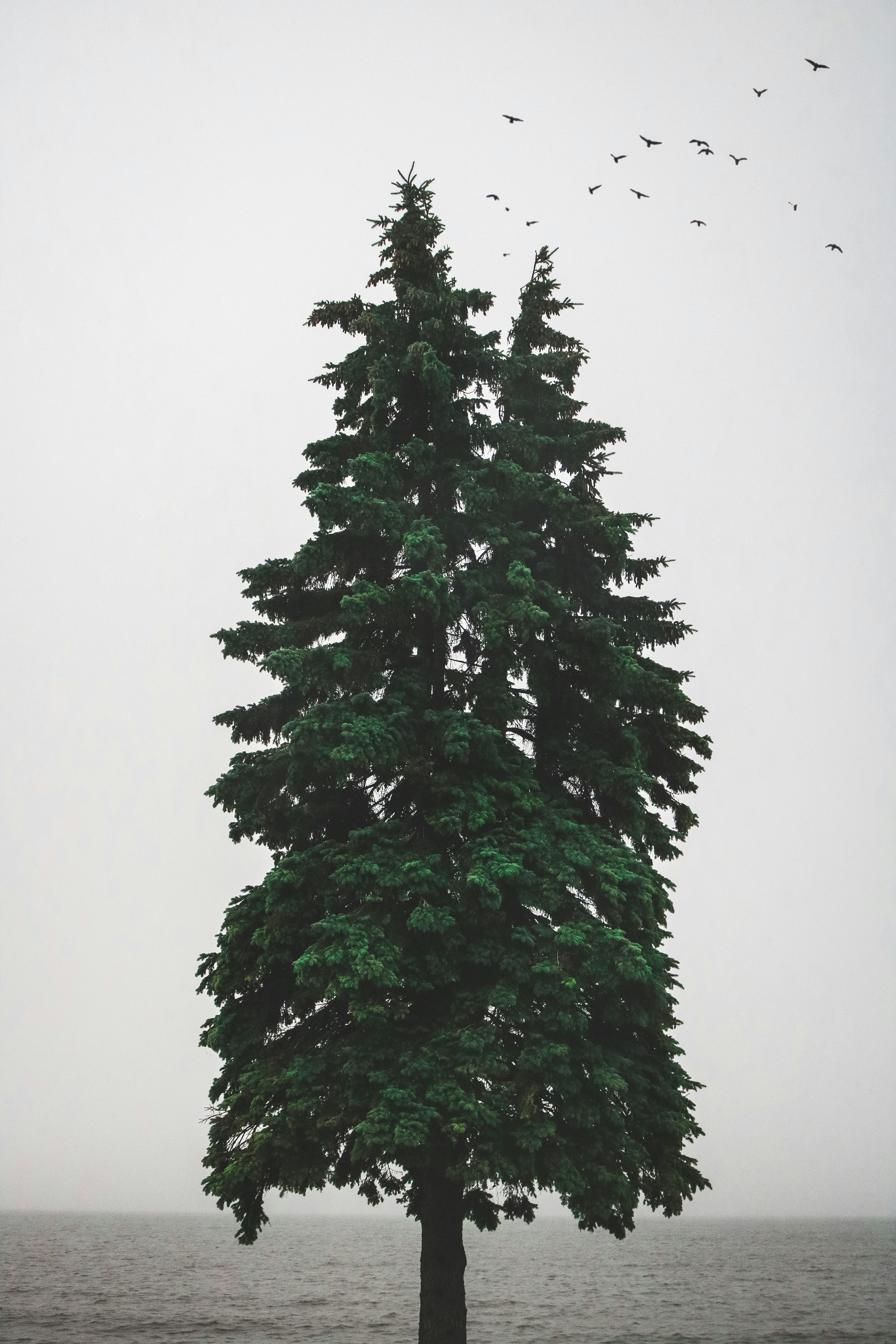 A tall evergreen tree stands alone against a muted, foggy backdrop, with a flock of birds taking flight above it.