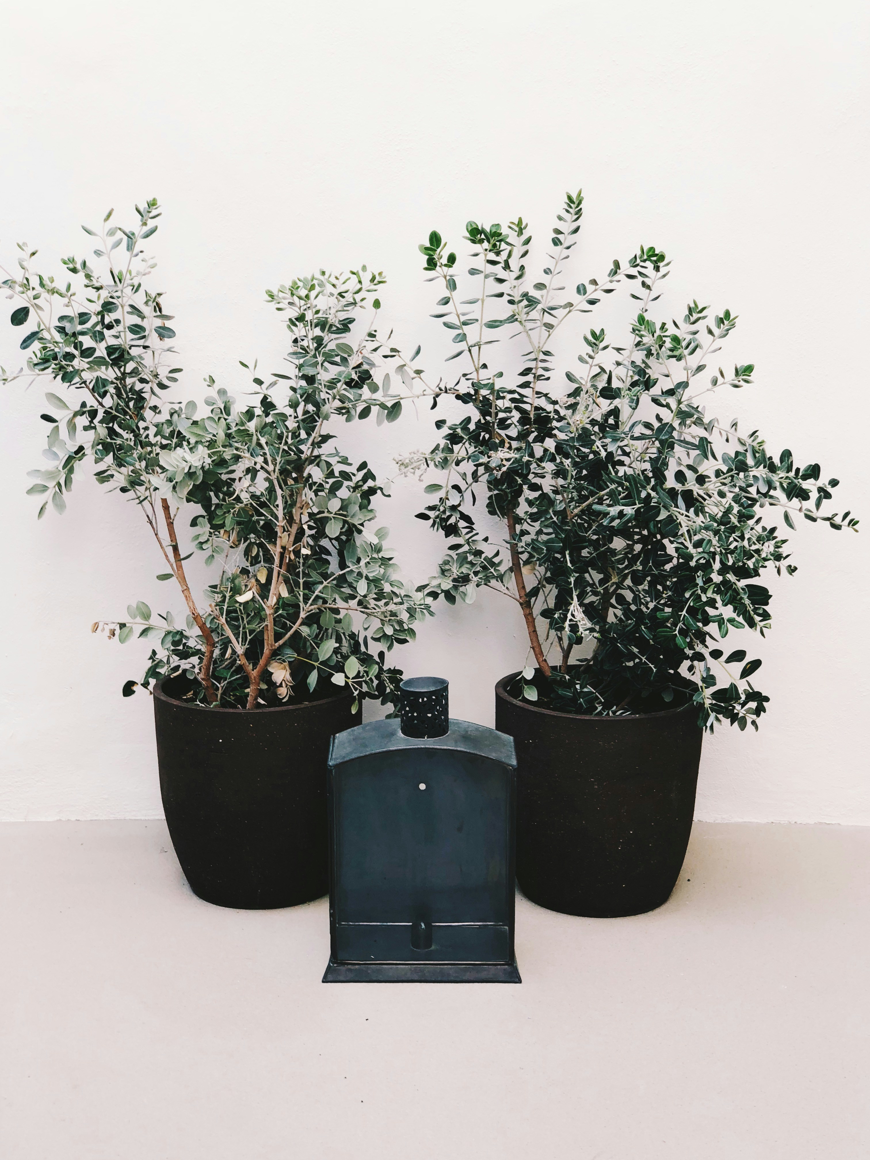 Two potted plants flanking a sleek, dark watering can against a neutral background.