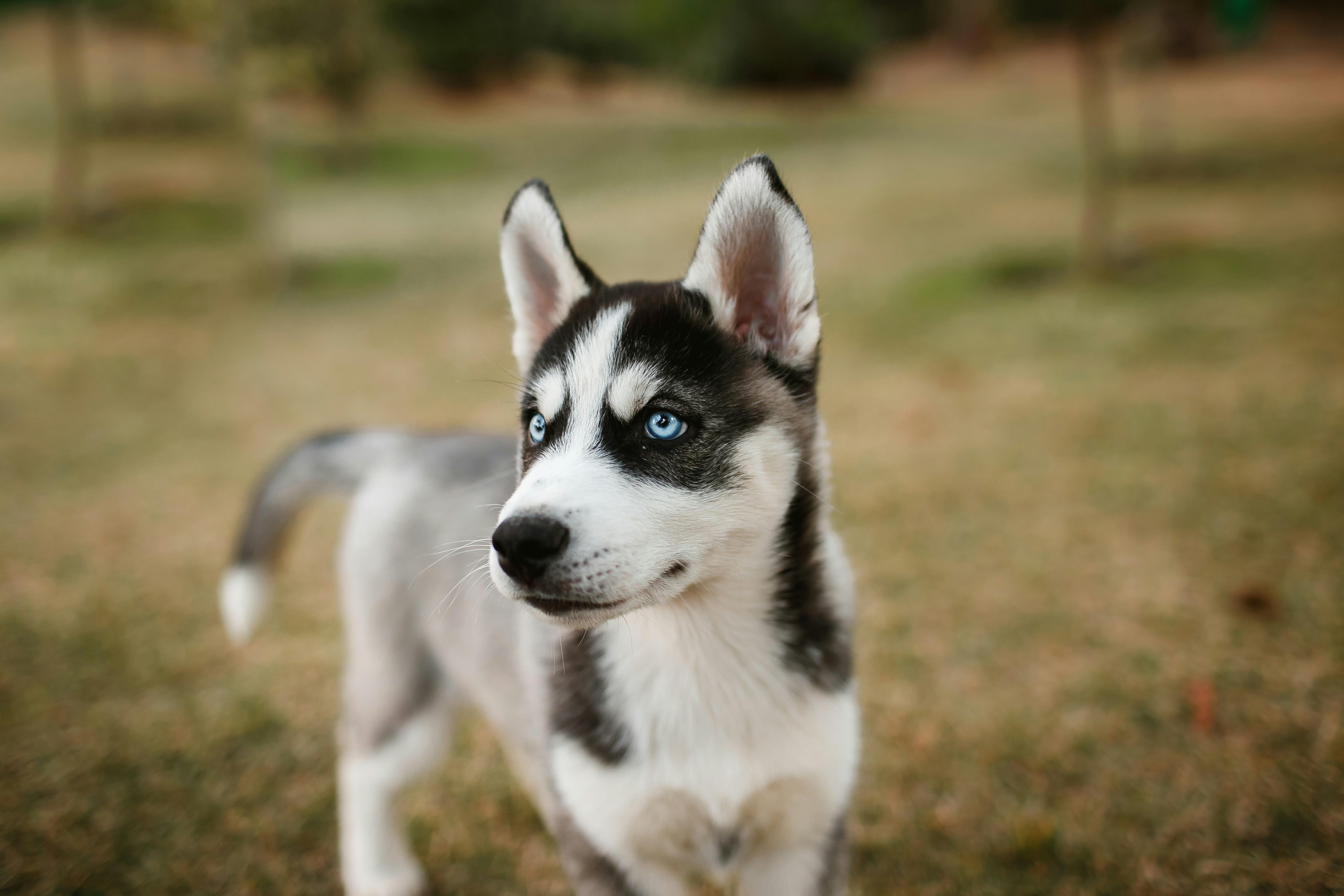 White Siberian Husky Puppy Wallpaper