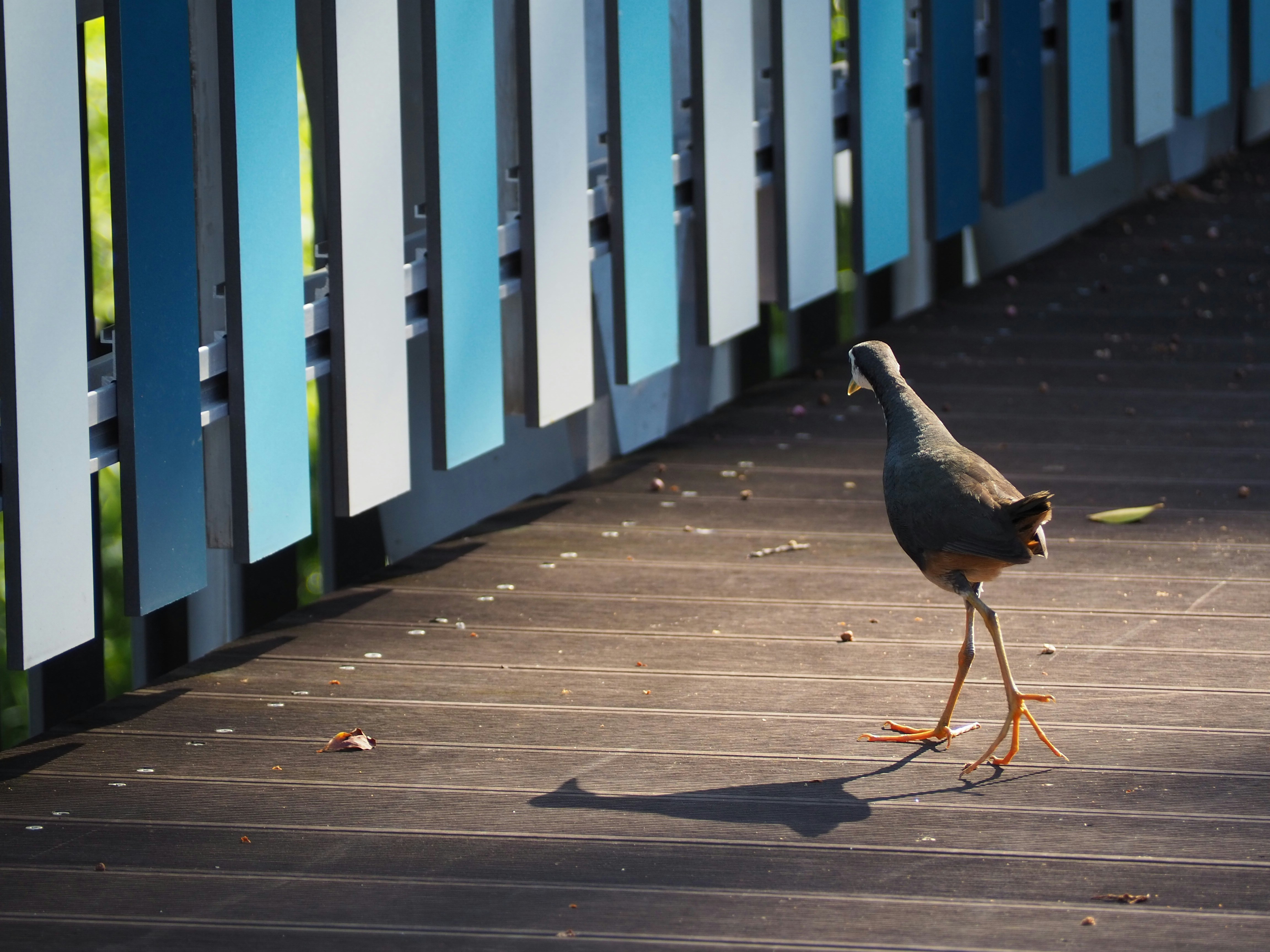 A bird walks gracefully along a wooden pathway, casting a long shadow under the warm sunlight. The colorful backdrop adds depth to the serene scene.