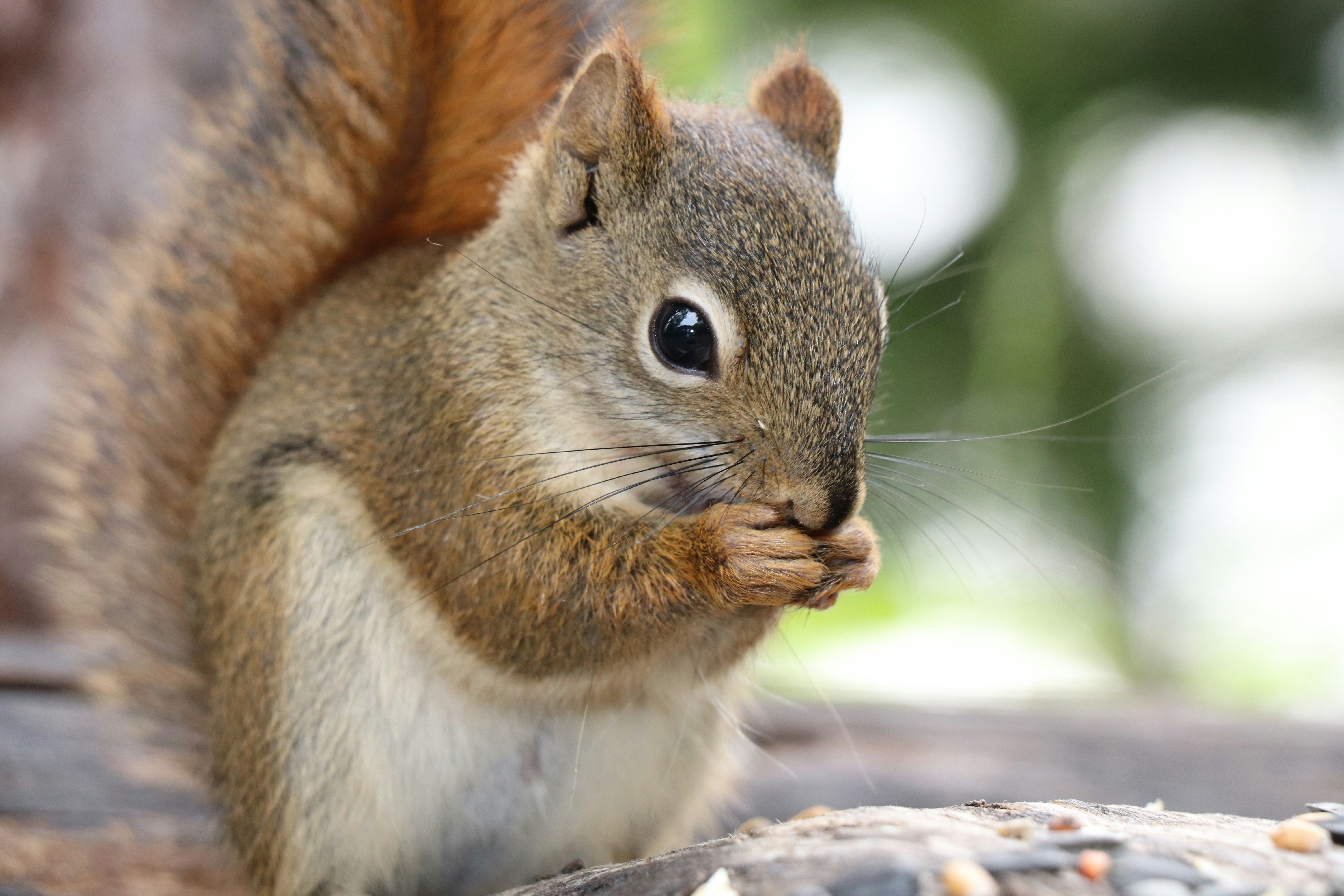 Foto Ardilla marrón y blanca en la rama marrón del árbol durante el día ...