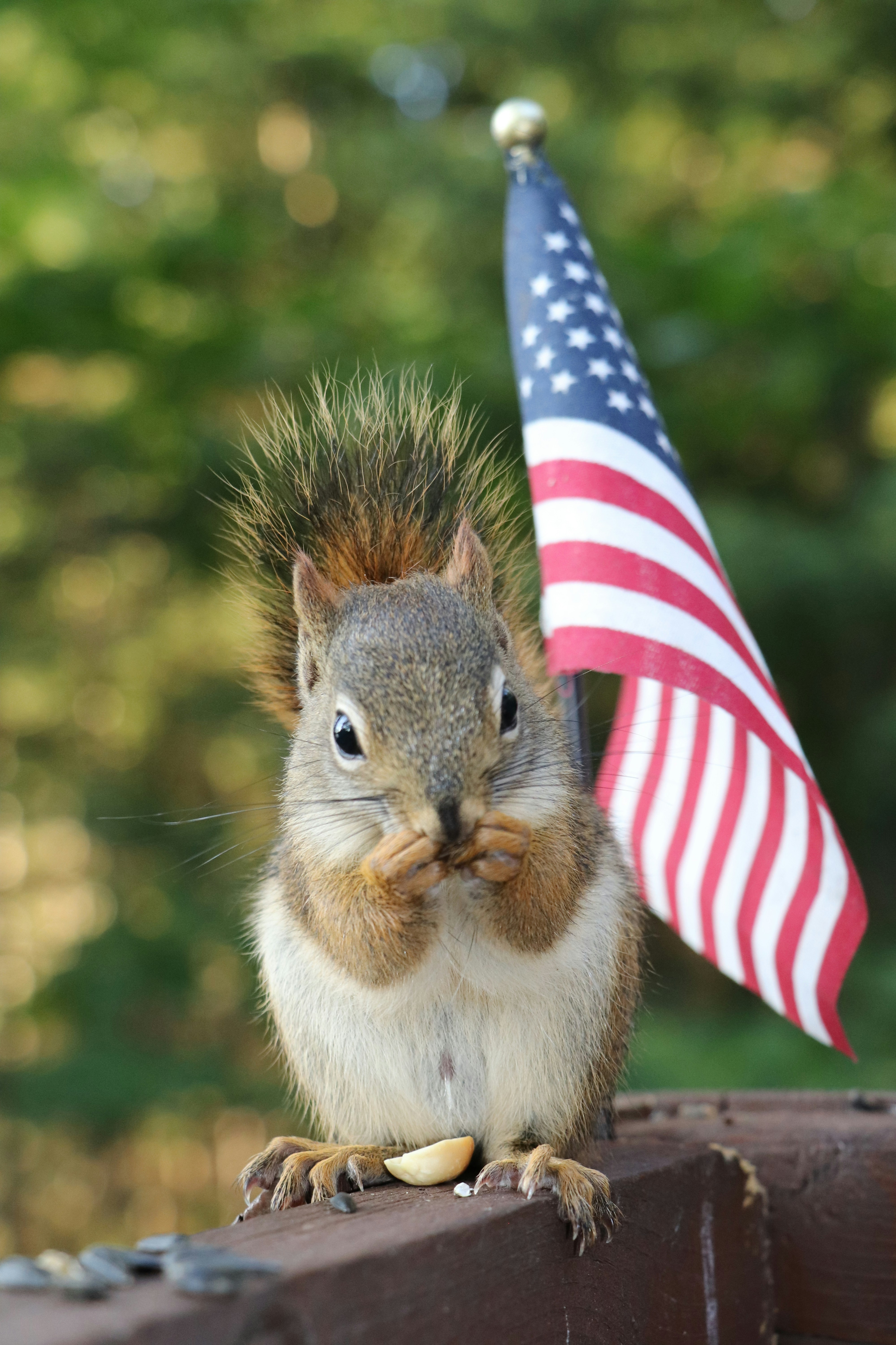Nutty Pause Under the Flag: A Squirrel's Quiet Moment