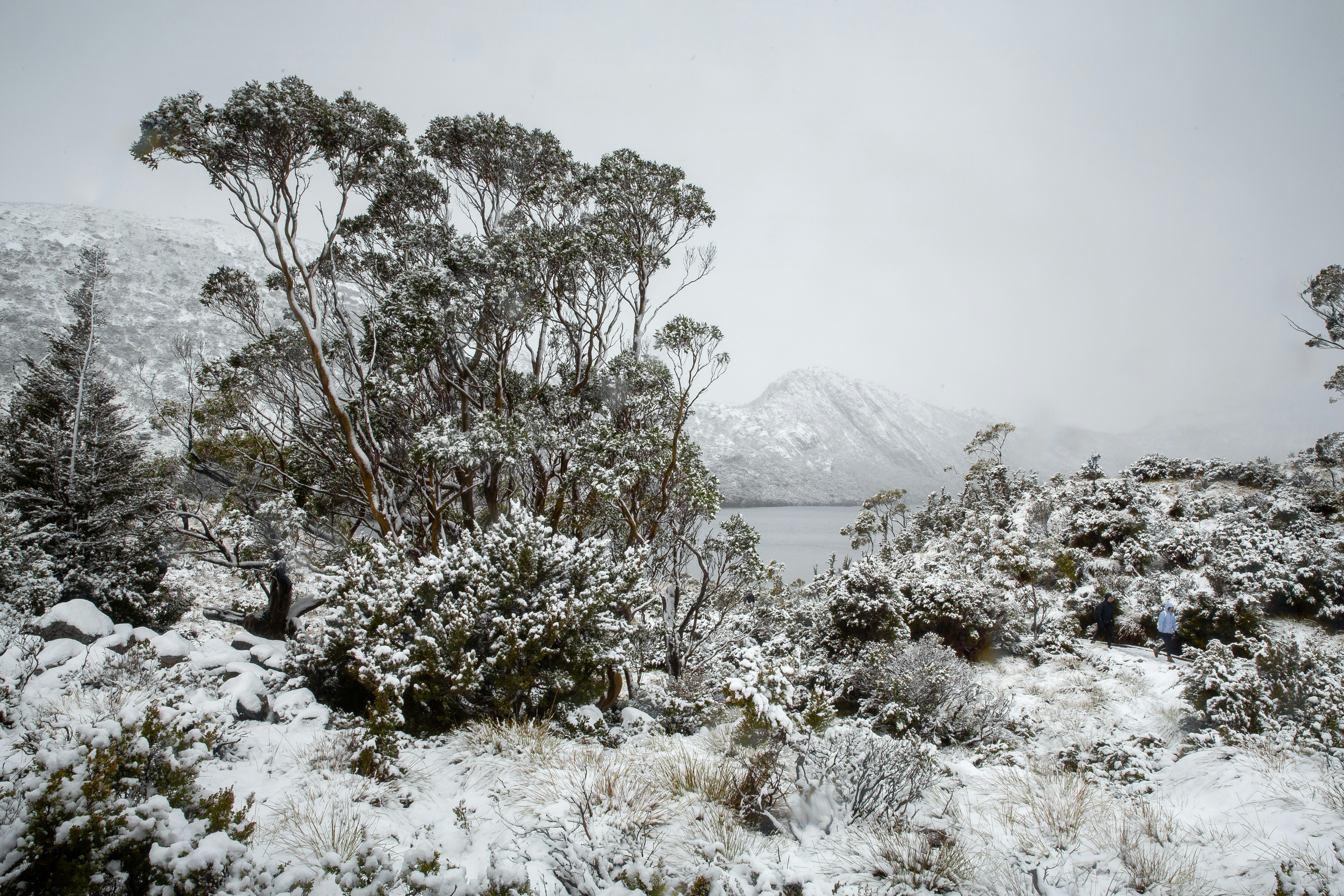 Snow-covered landscape featuring a cluster of trees beside a tranquil lake, enveloped in a serene winter atmosphere.