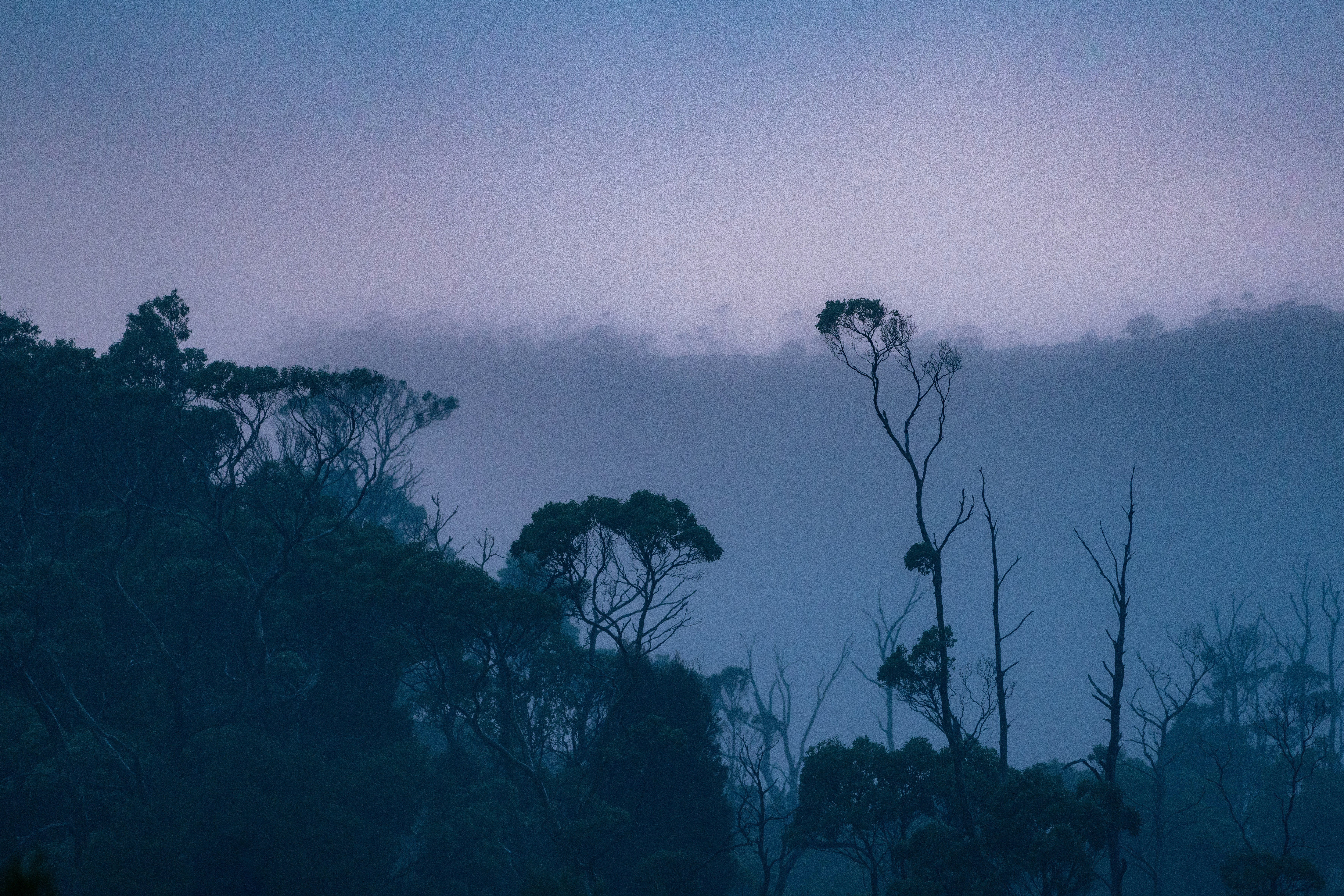 Lone Sentinel in Blue Haze: Fog-Wrapped Treetops Rise Above a Silent Canopy