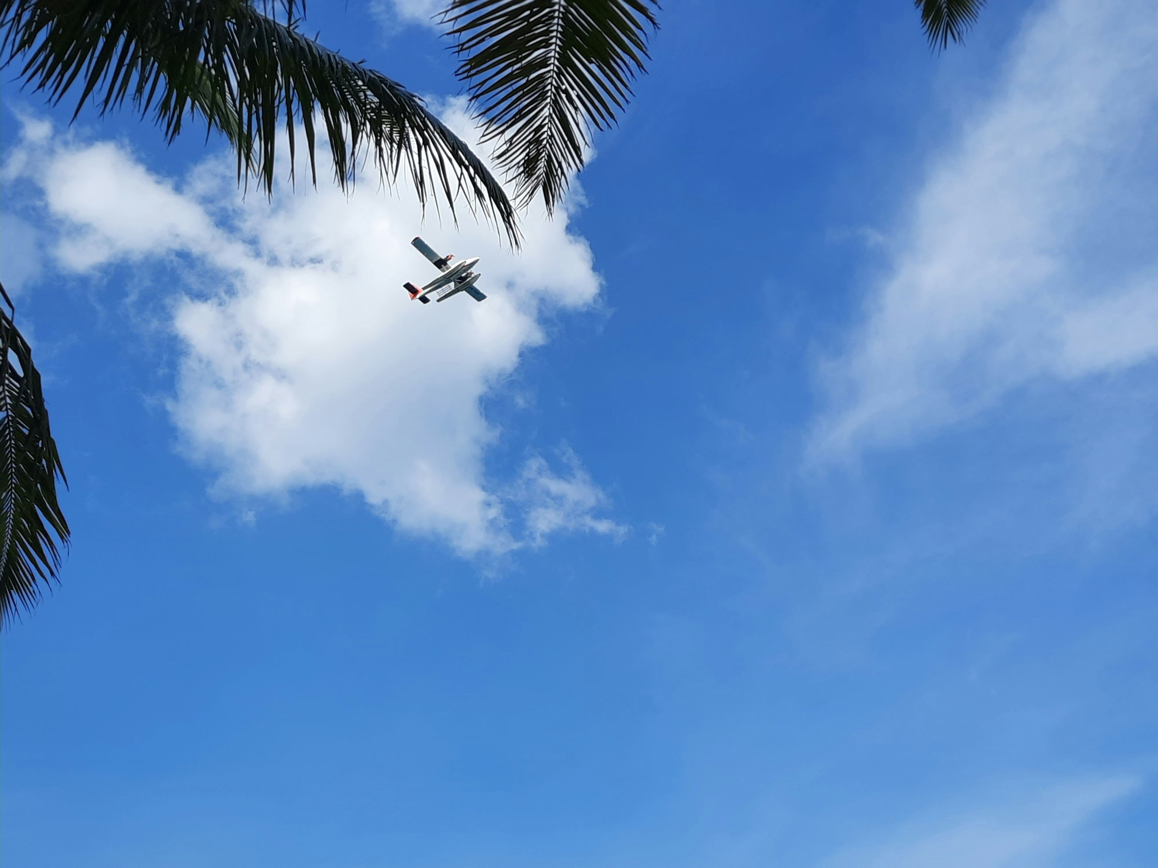 Skyward Passenger: A Plane Traces a Blue Dawn Between Fronds