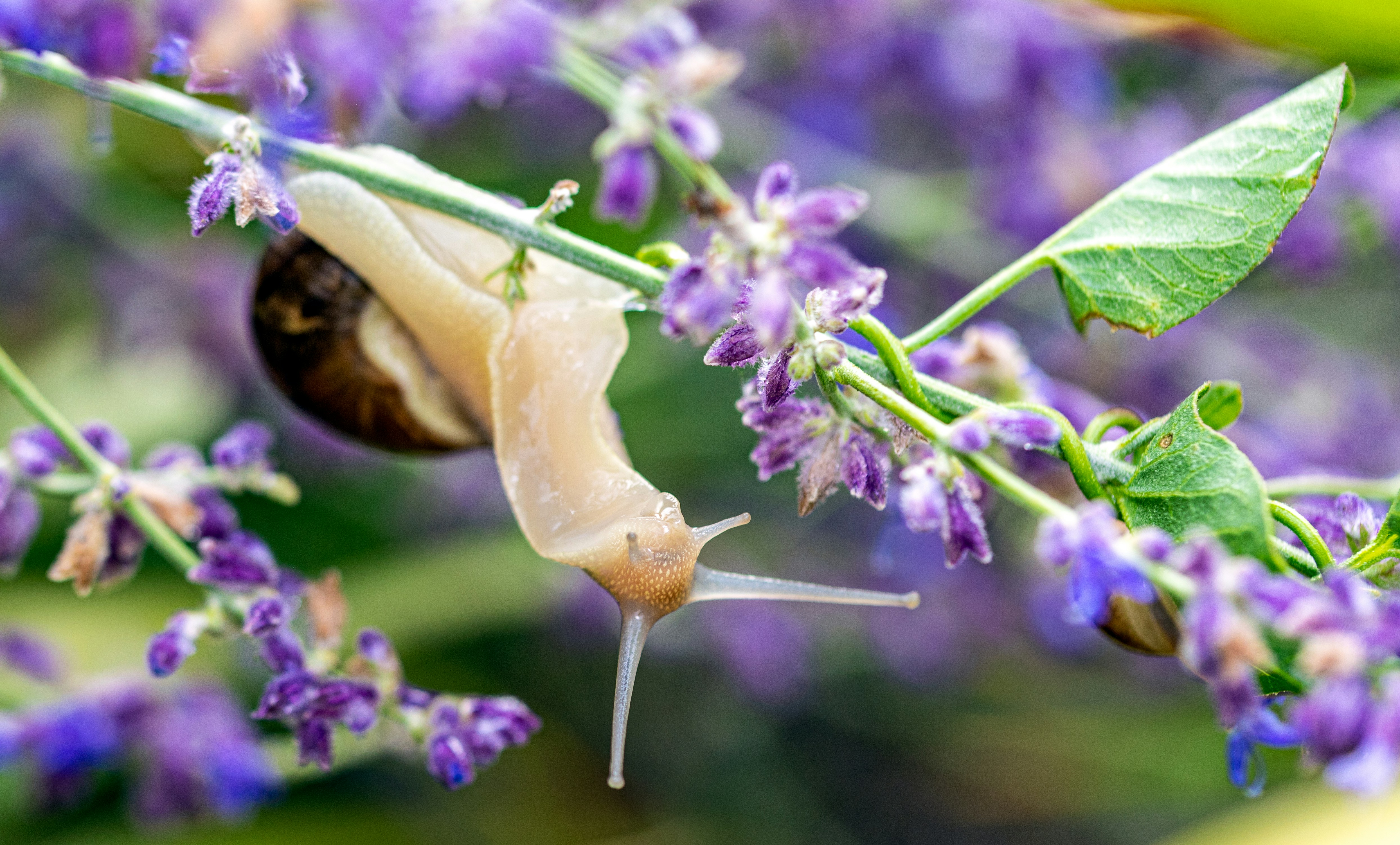 Brown snail on purple flower photo – Free Animal Image on Unsplash