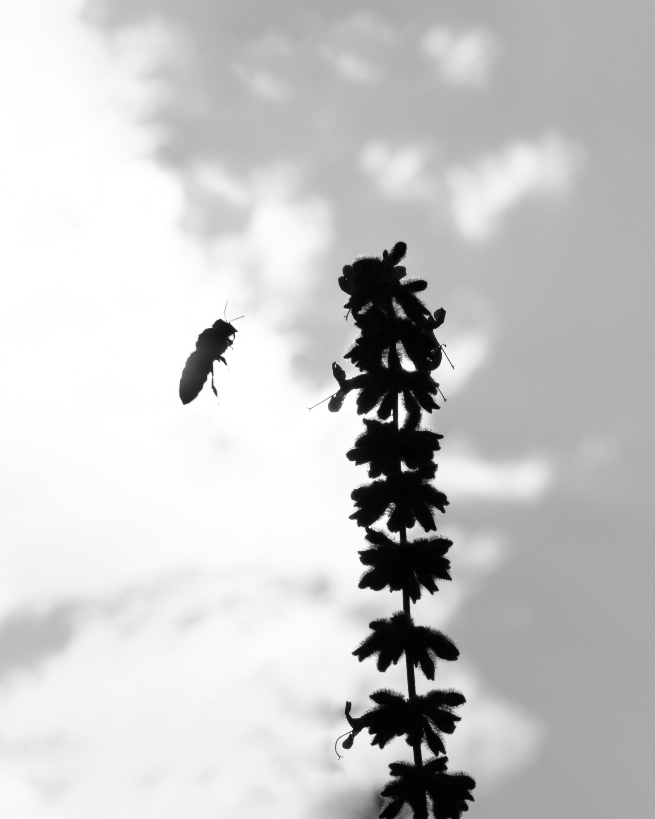 A bee landing on a Russian Sage