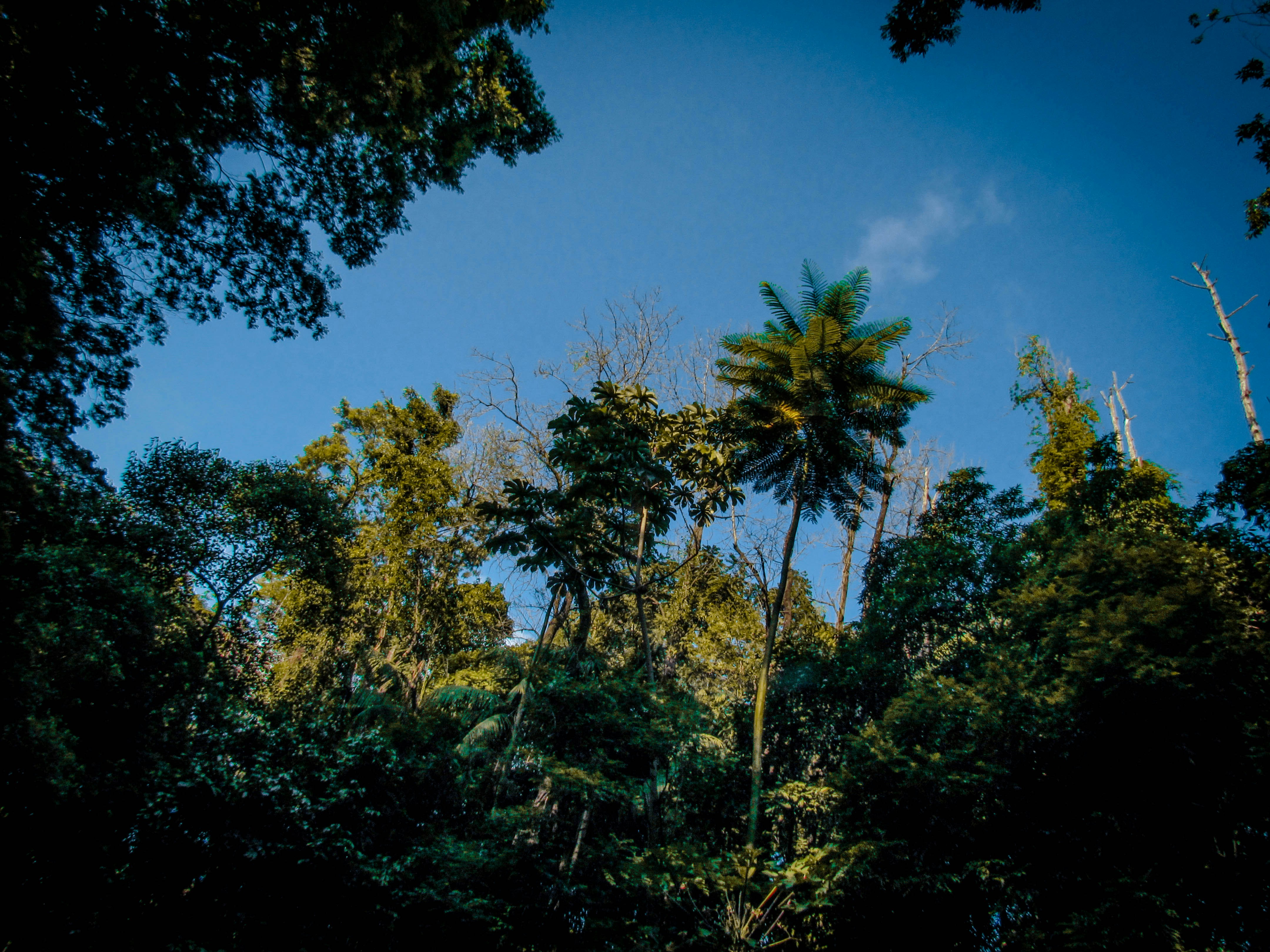 Treetops reach toward a clear blue sky, framed by dense forest foliage.