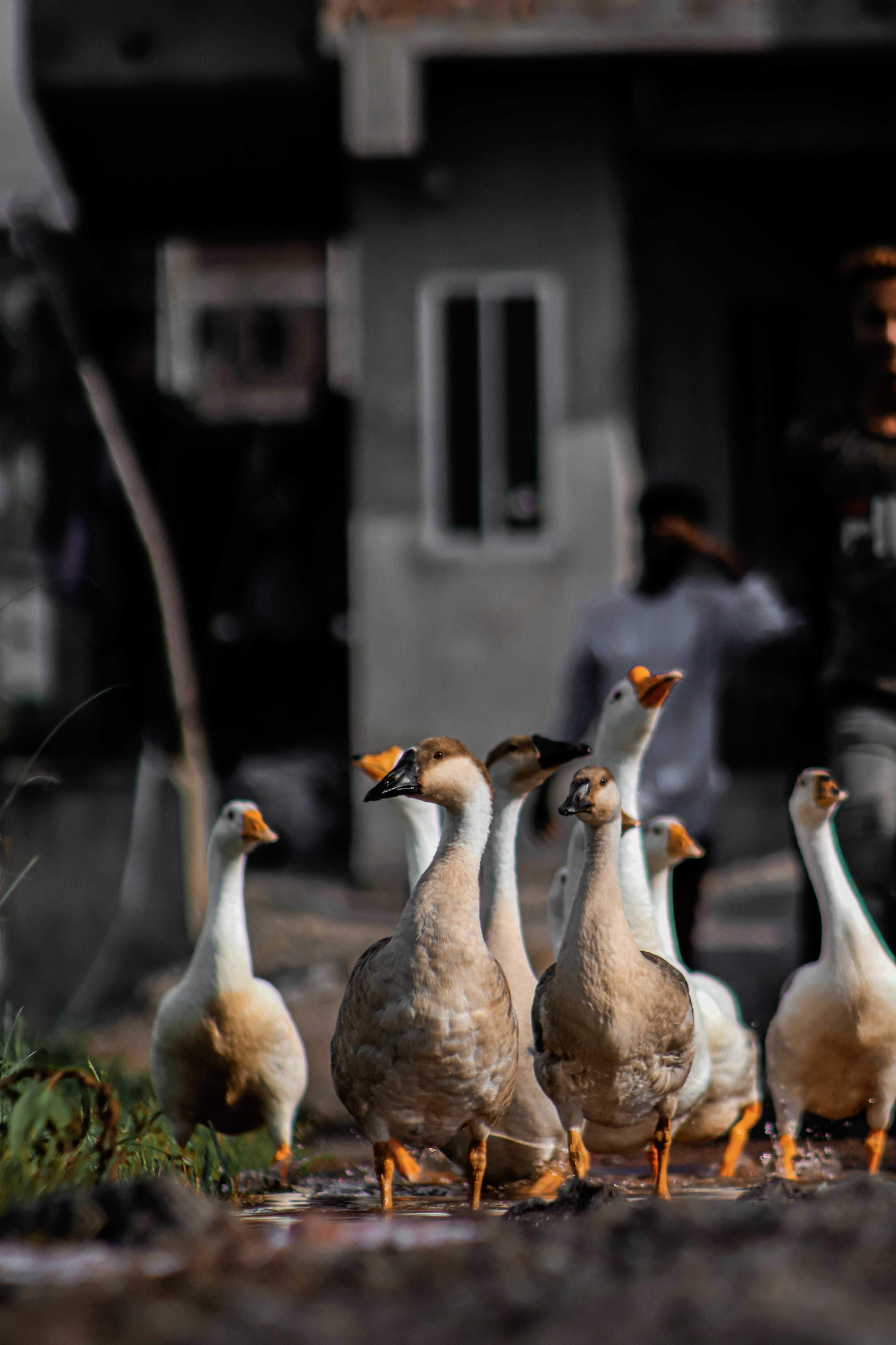 Line of Geese at the Gate: A Closer March Through a Rural Courtyard