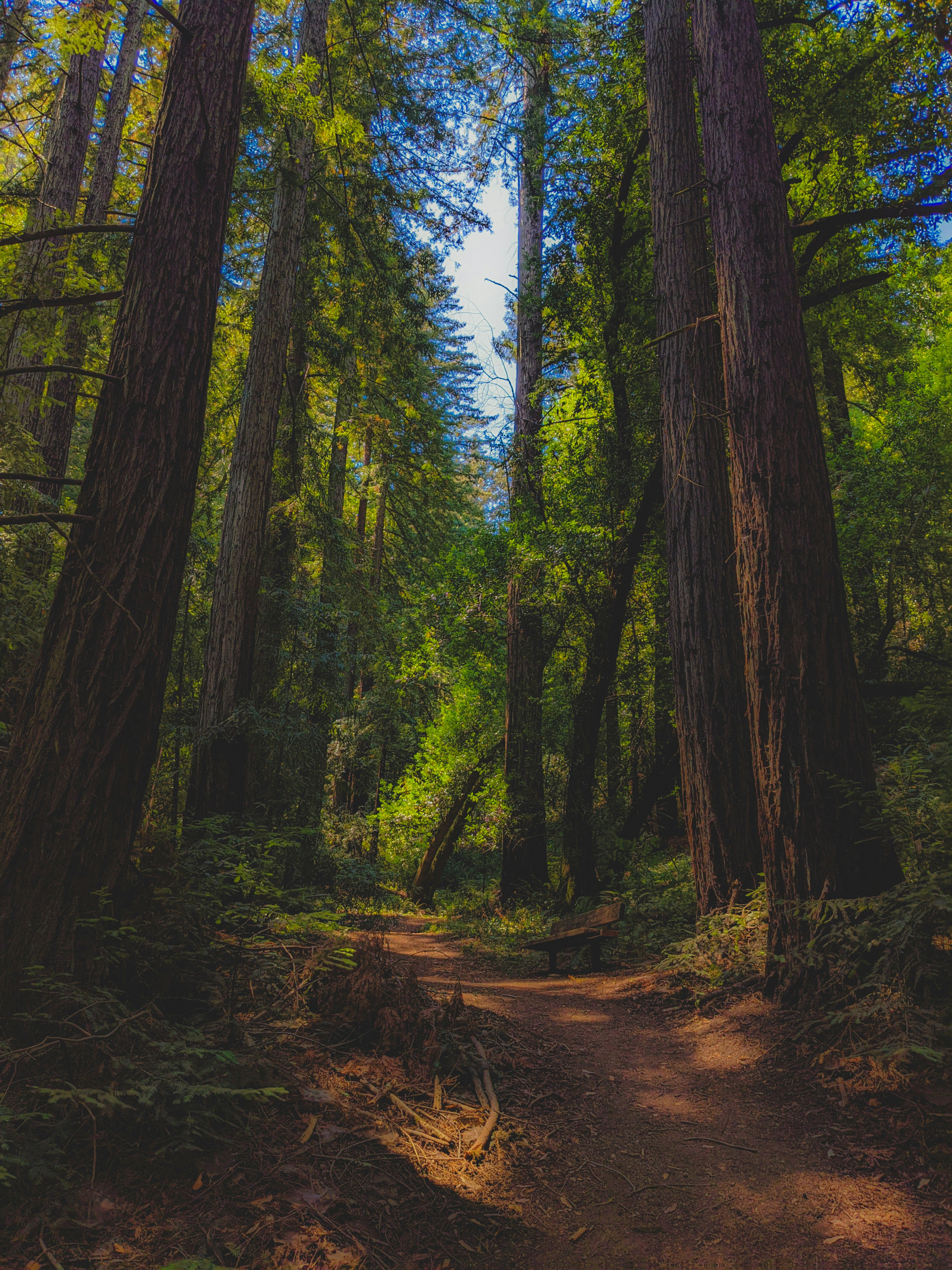 brown and green trees during daytime