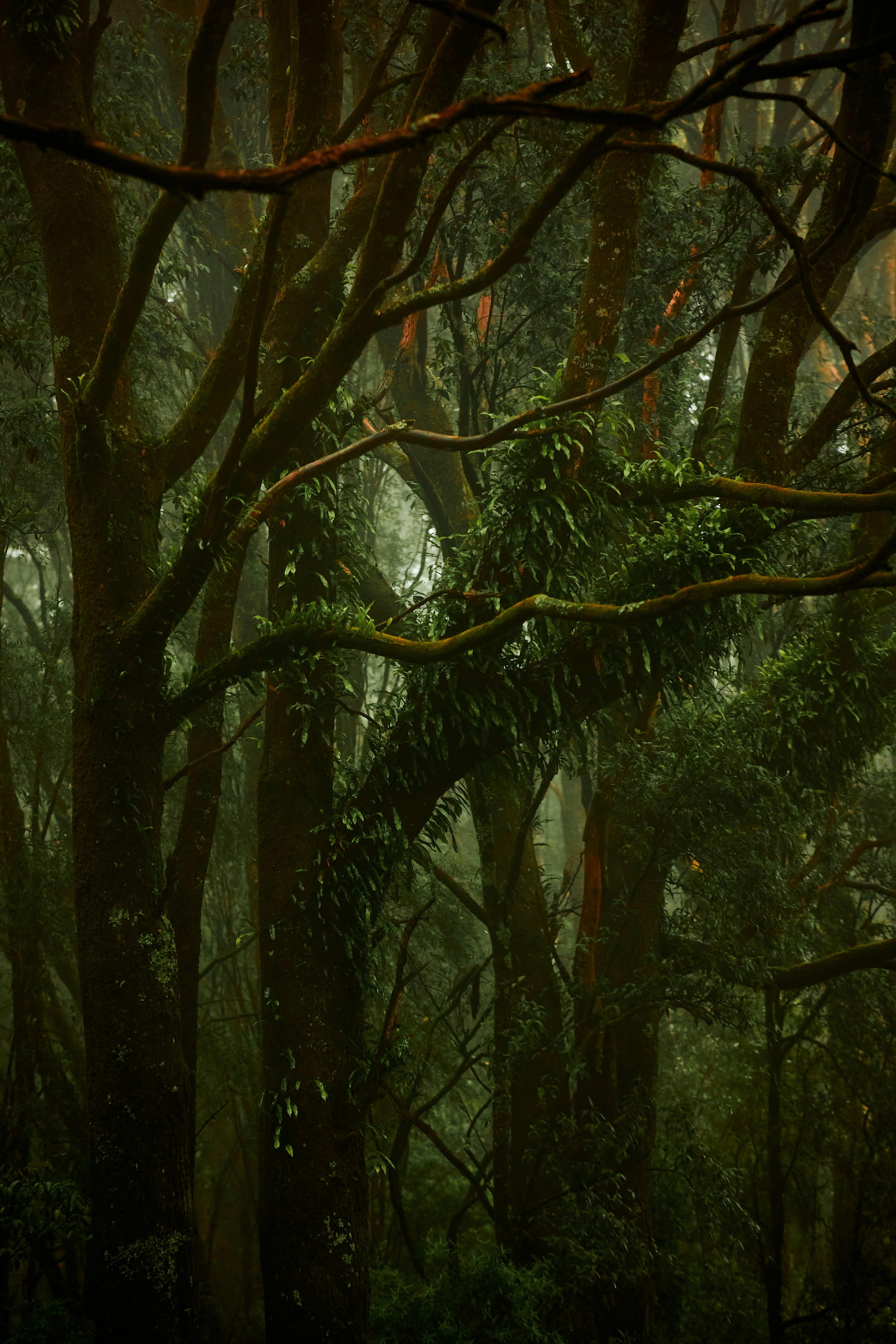 1000+ Old Tree Pictures | Download Free Images on Unsplash