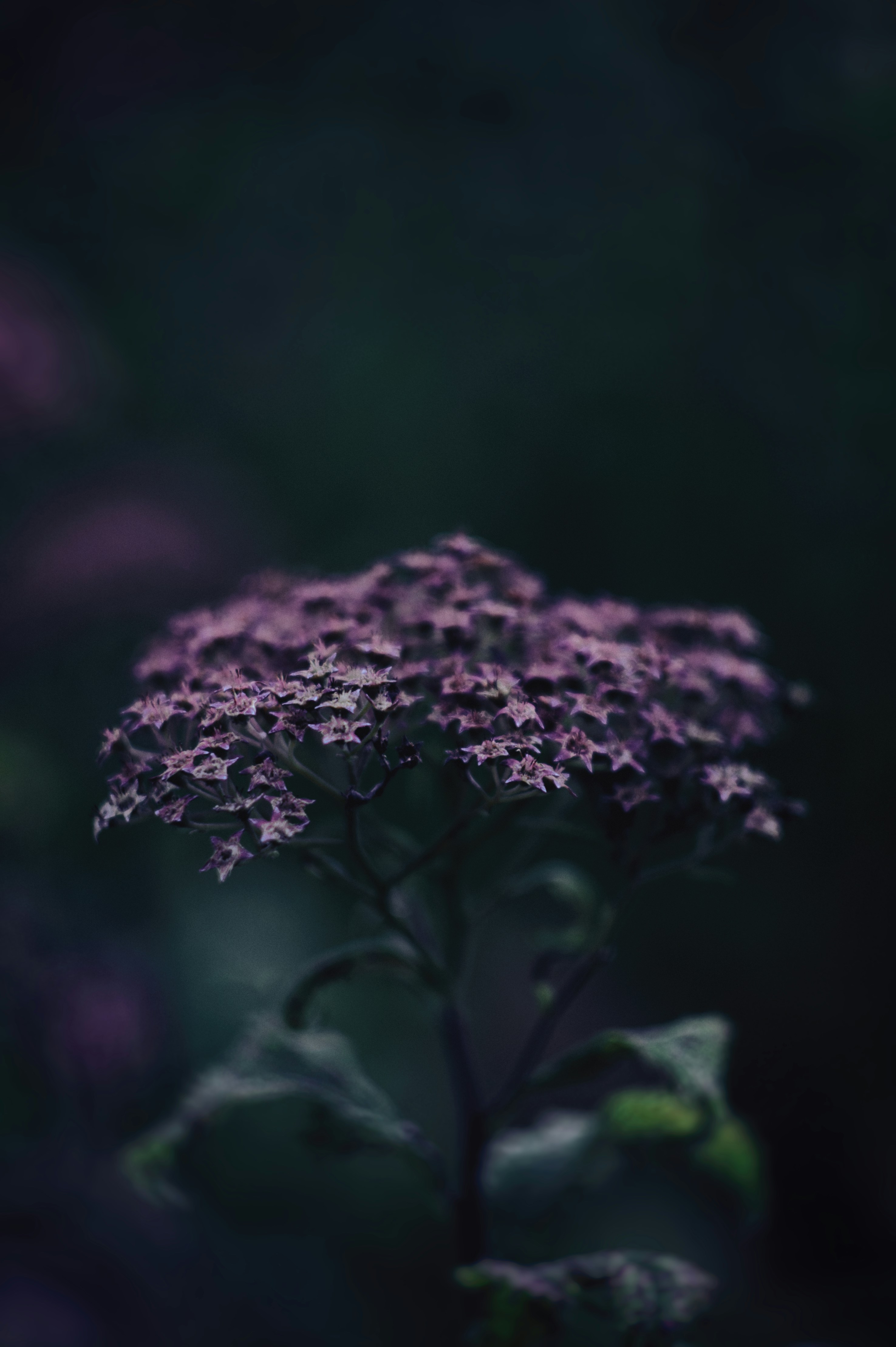 Delicate purple flowers emerge from a dark, blurred background, creating a serene and moody atmosphere.