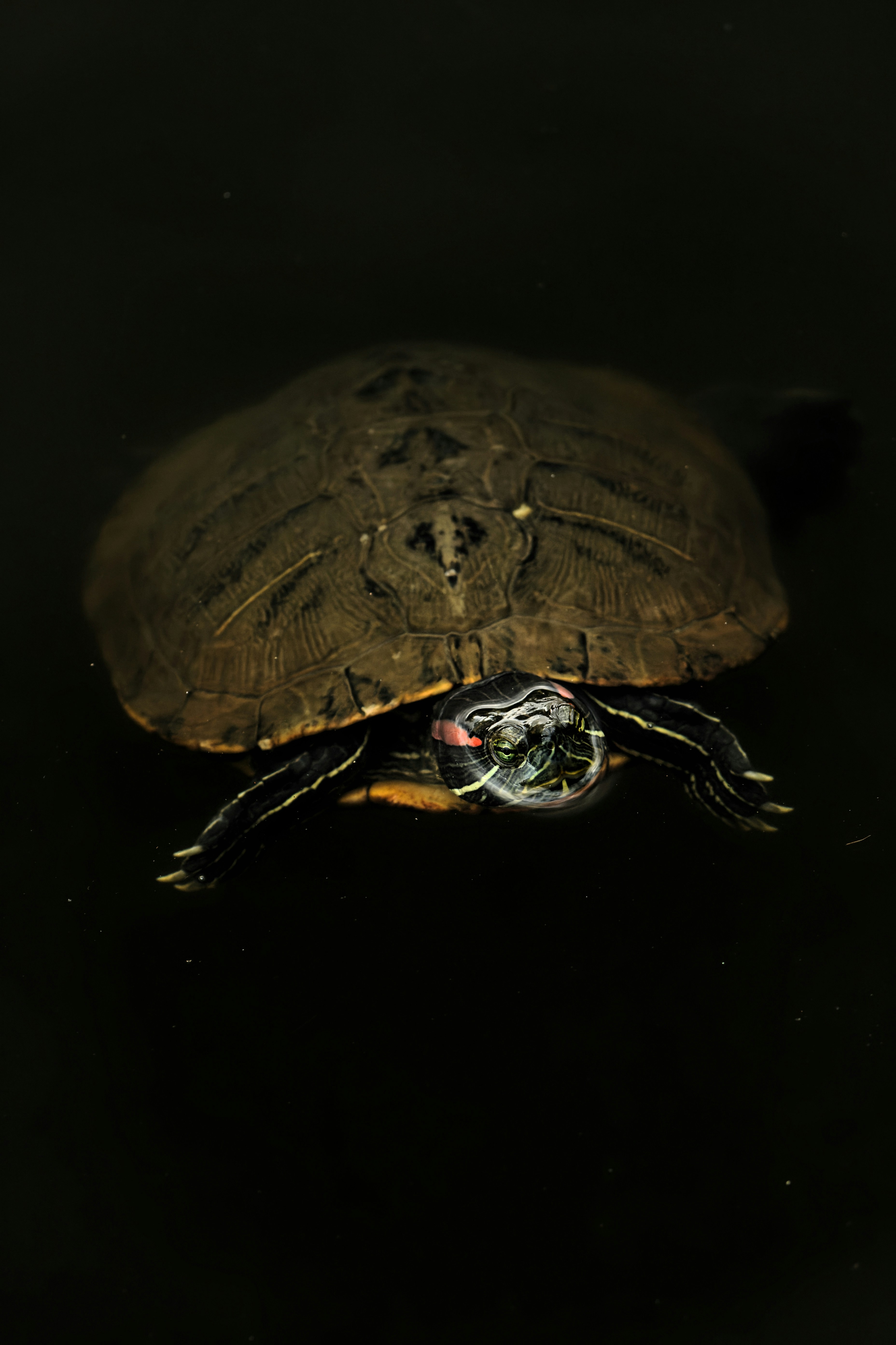 A turtle gliding through dark waters, its head slightly above the surface, revealing intricate details and vibrant colors. 