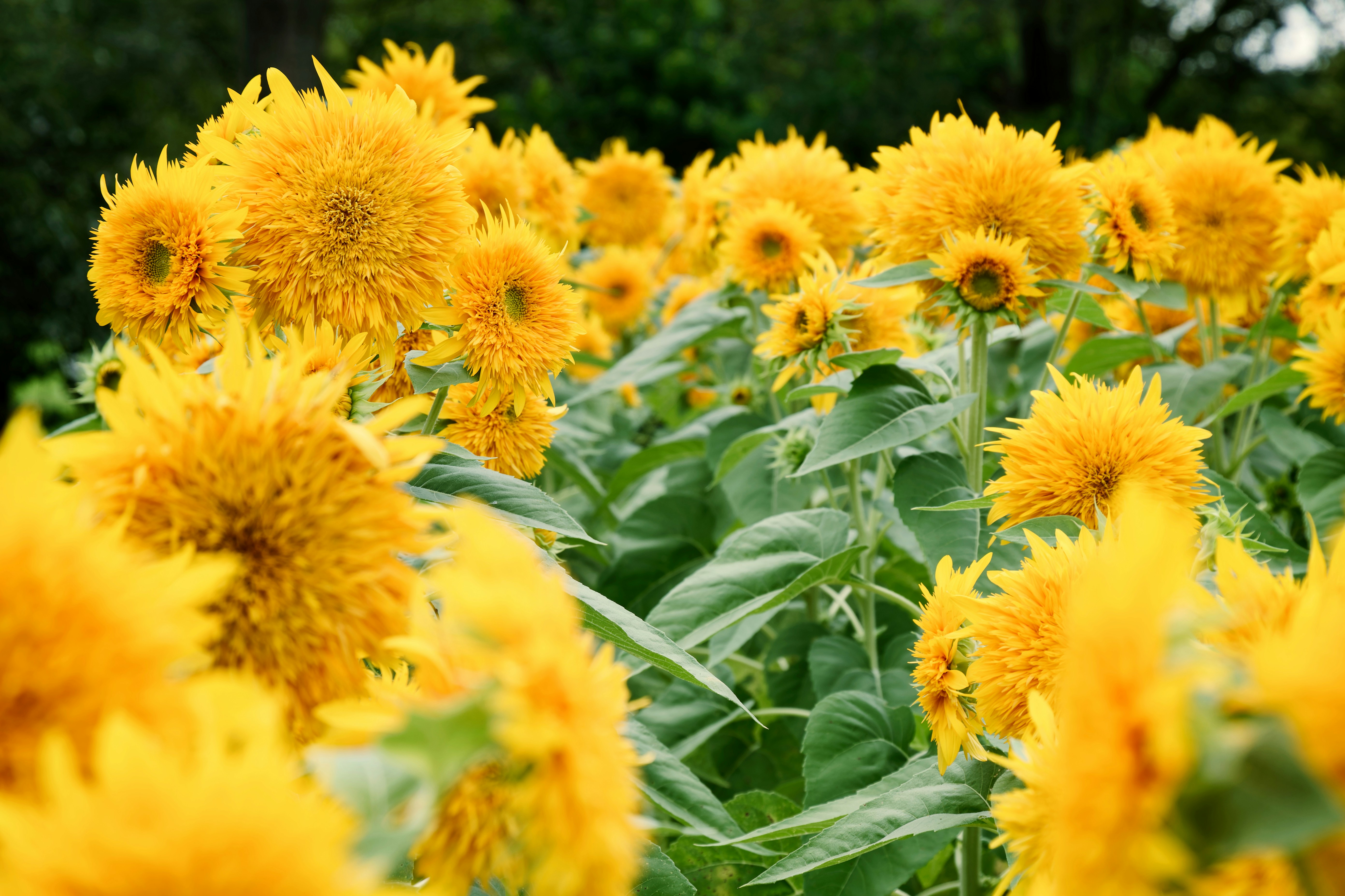 Sunflower Chorus in a Green Field: Golden Heads in Soft Focus