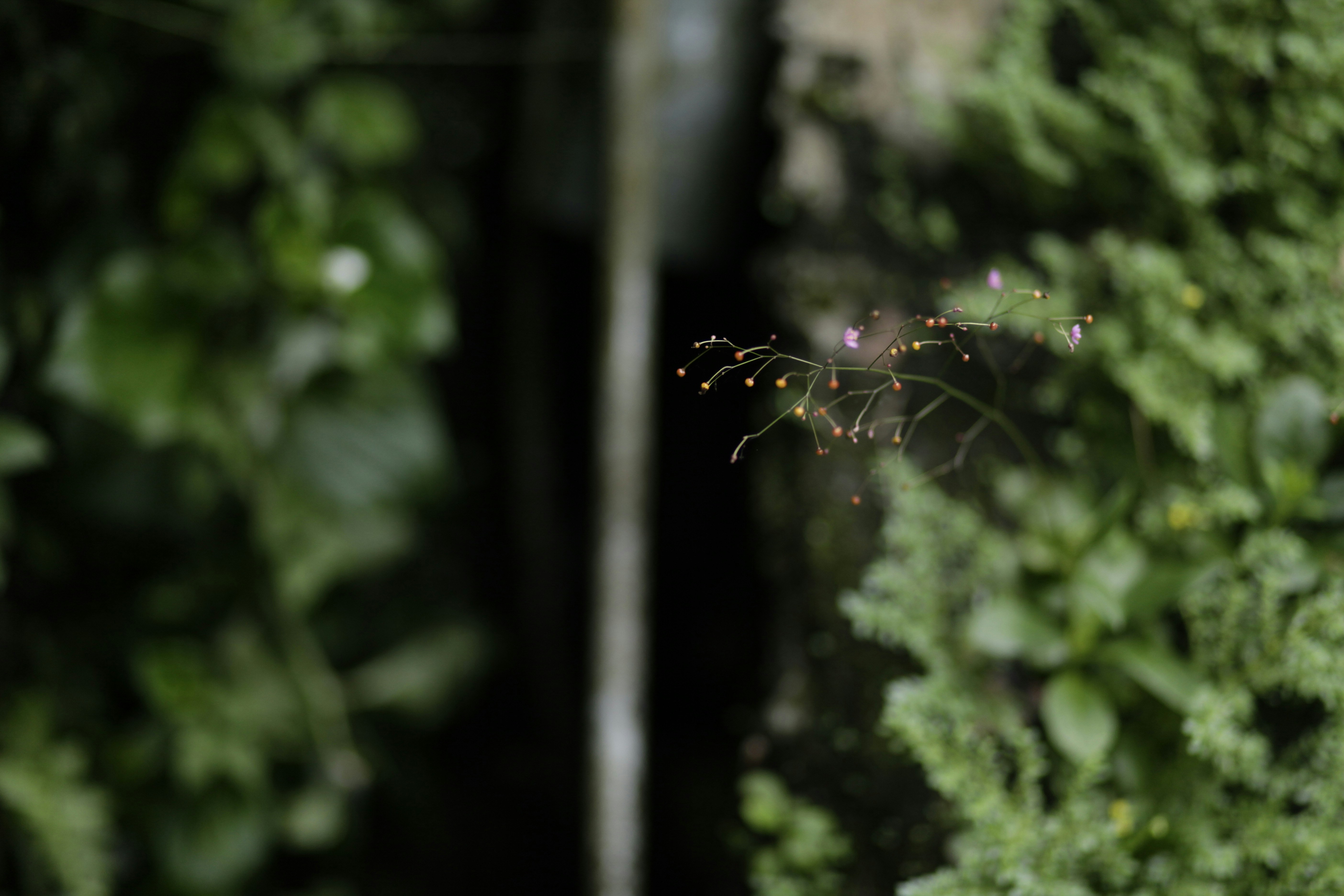 Delicate branch with tiny blossoms emerging from lush green foliage, creating a serene natural scene.