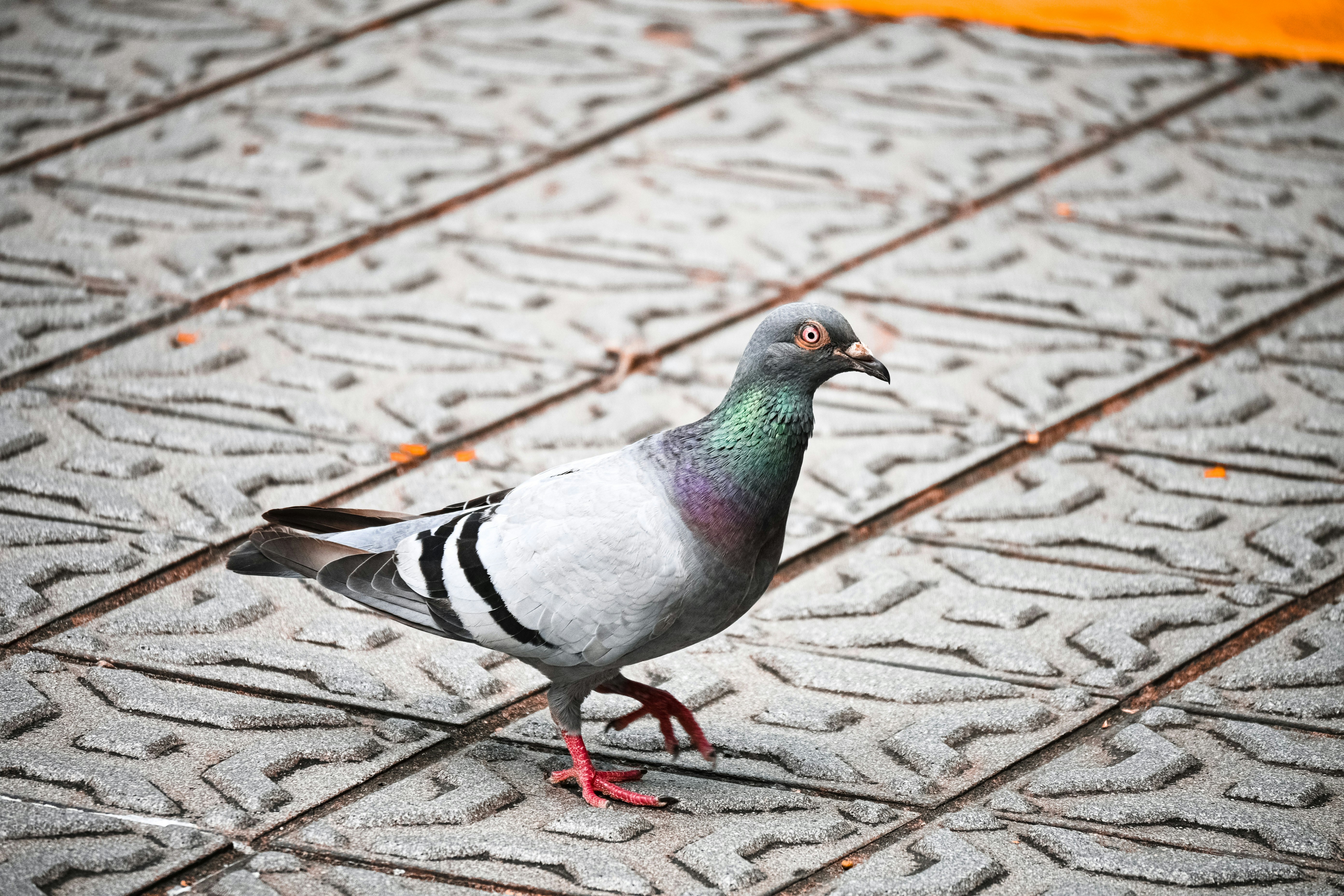 Pigeon strutting across a textured pavement, showcasing its iridescent feathers and urban environment.